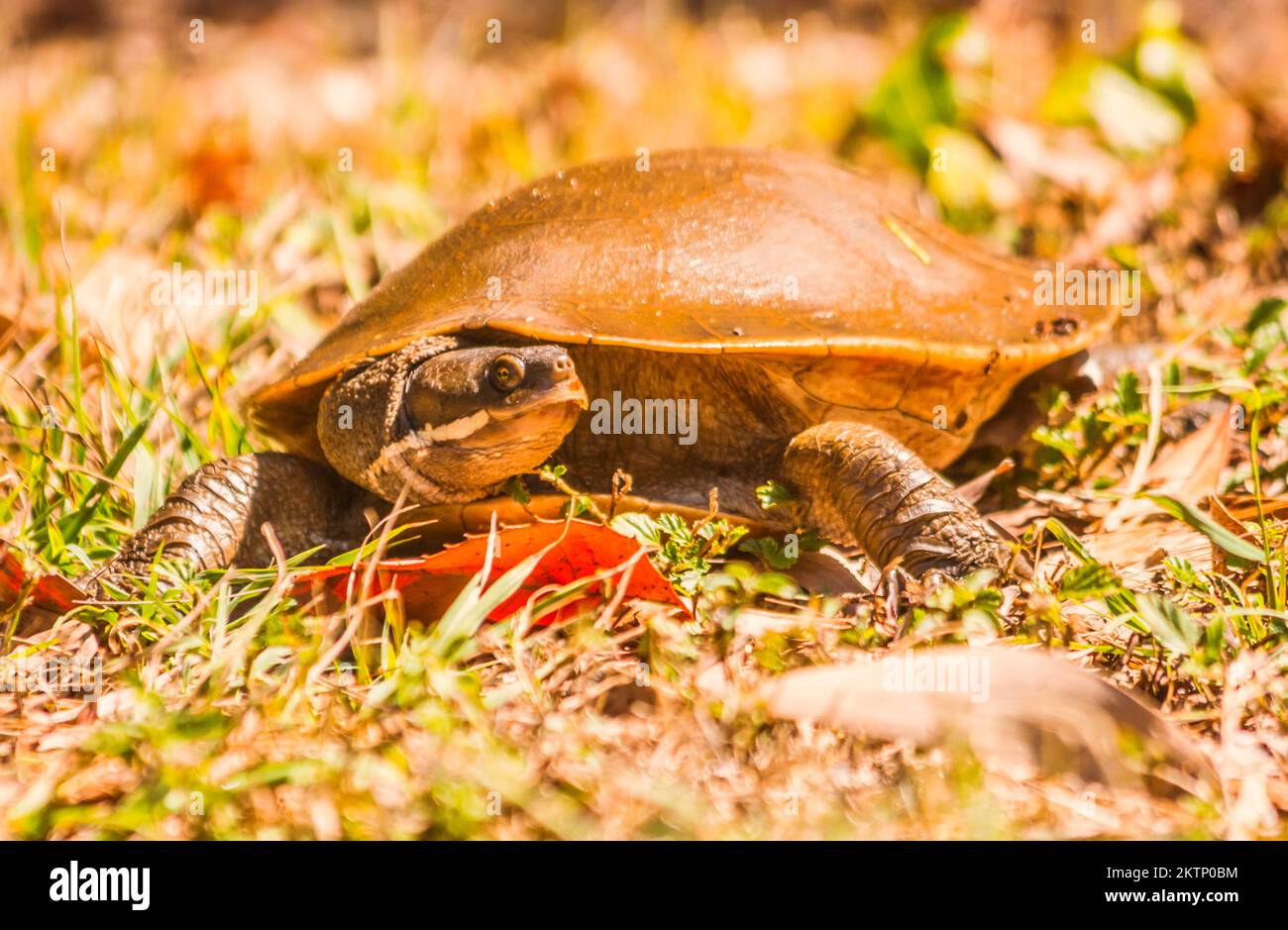 Wildlife photo on a riverside turtle sunbaking on a grassland ...