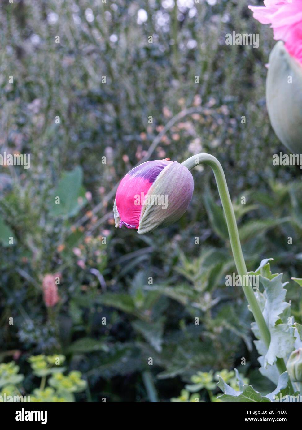 Poppy bud about to open in field of wildflowers in rural England Stock ...