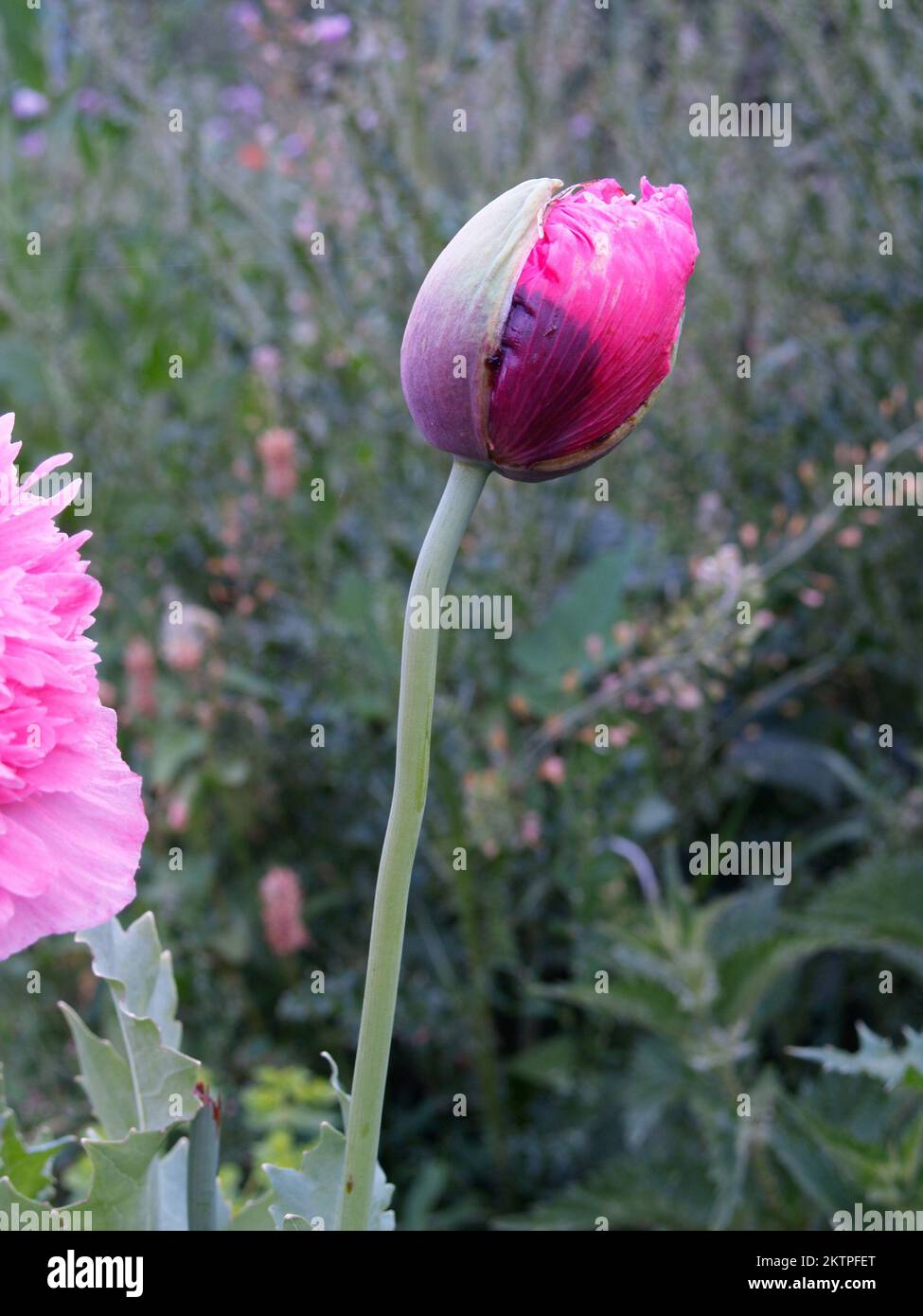 Poppy bud about to open in field of wildflowers in rural England Stock ...