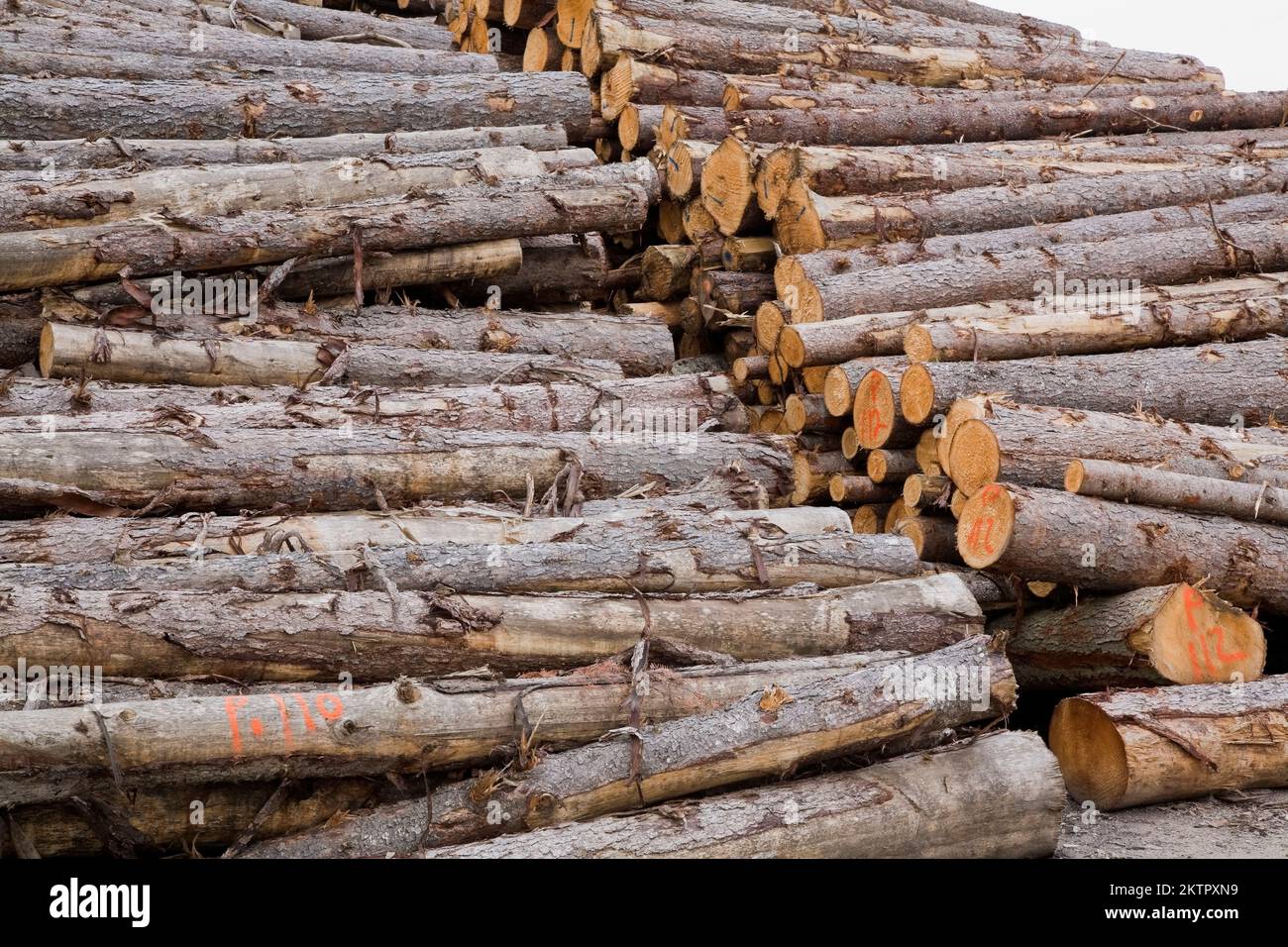 Timber logging canada quebec hi-res stock photography and images - Alamy