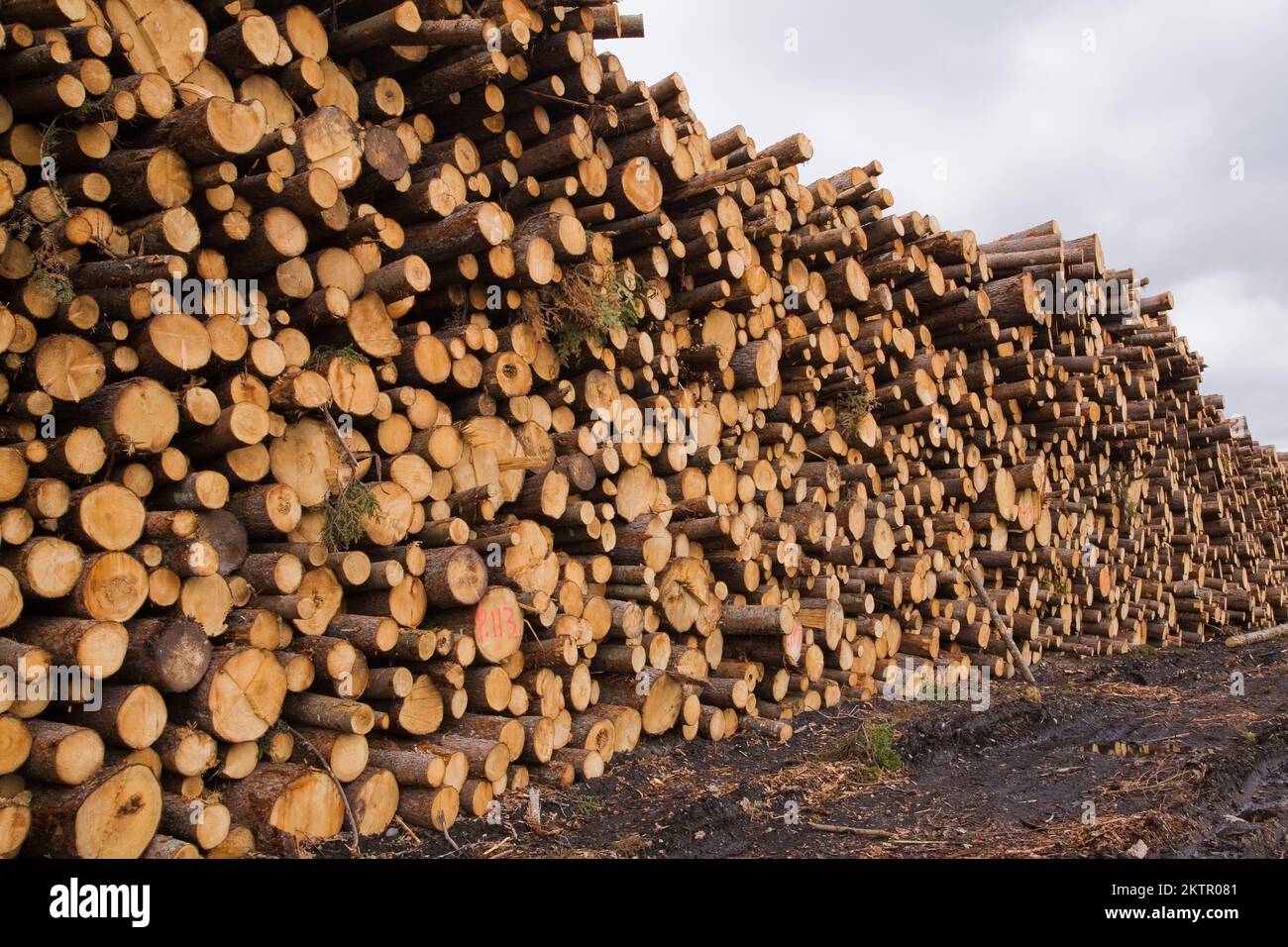 Large pile of freshly cut timber logs at lumber mill Stock Photo - Alamy