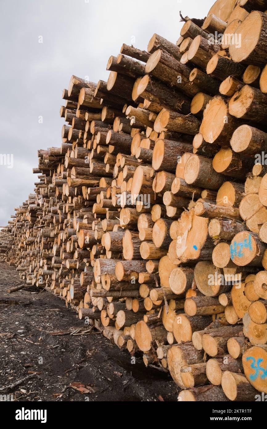 Timber logging canada quebec hi-res stock photography and images - Alamy