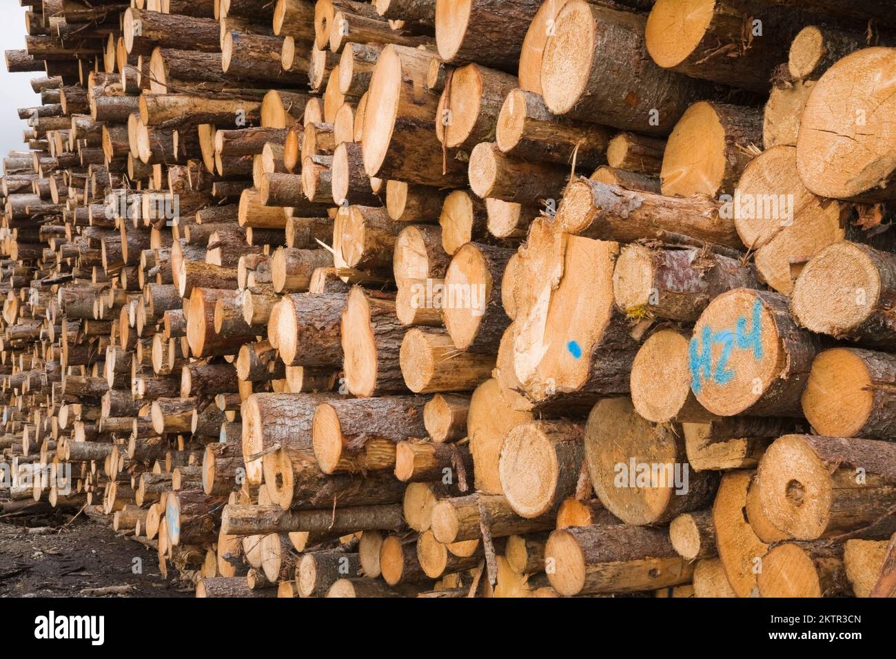 Timber logging canada quebec hi-res stock photography and images - Alamy
