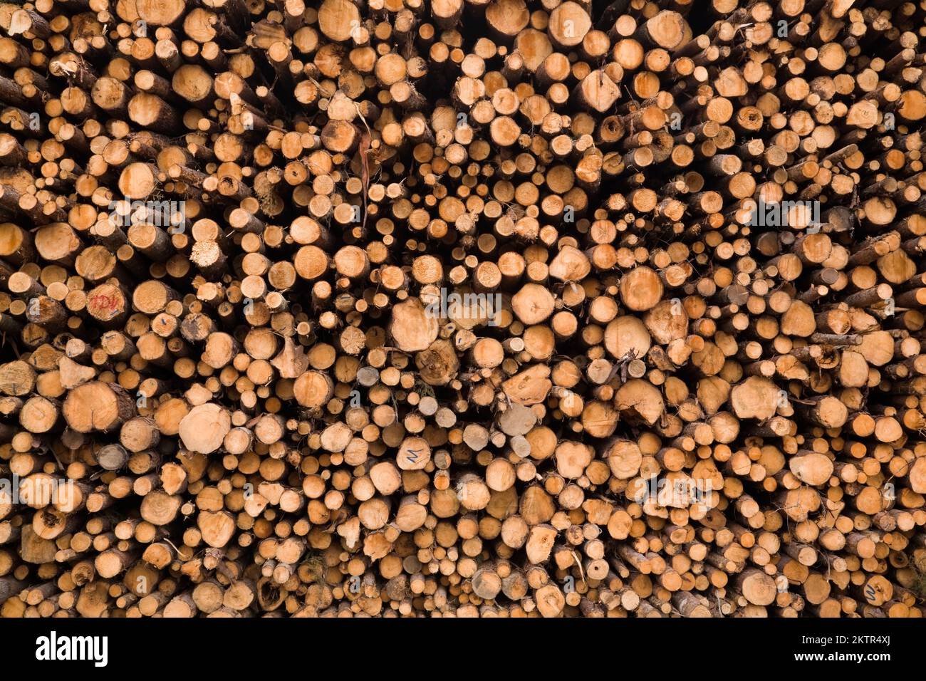 Timber logging canada quebec hi-res stock photography and images - Alamy
