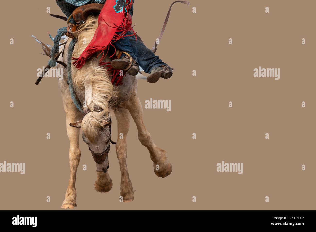 Cowboy riding a bucking saddle bronc at a country rodeo Australia ...