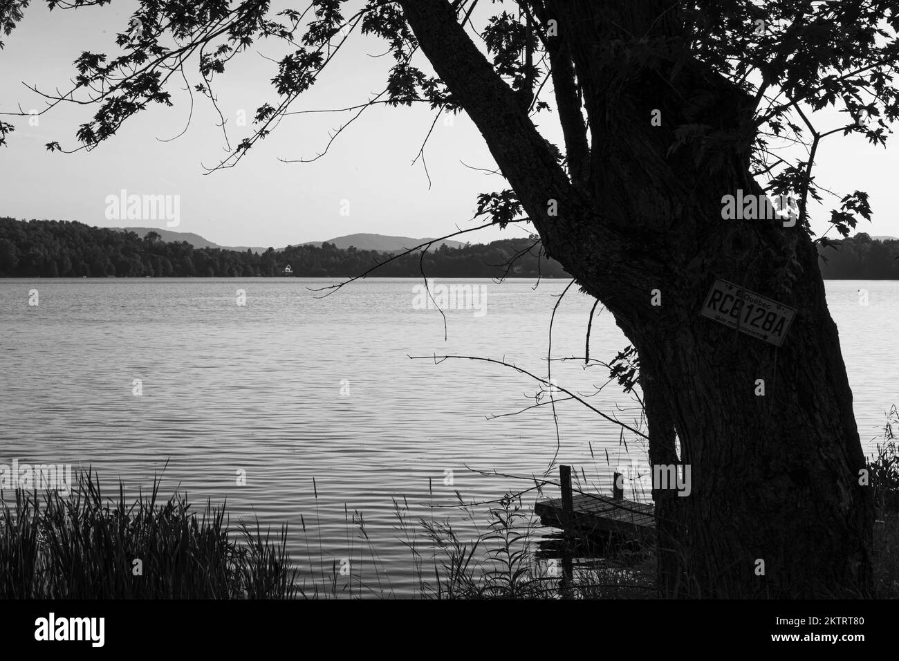 Black and White lake with a side tree and a dock Stock Photo - Alamy