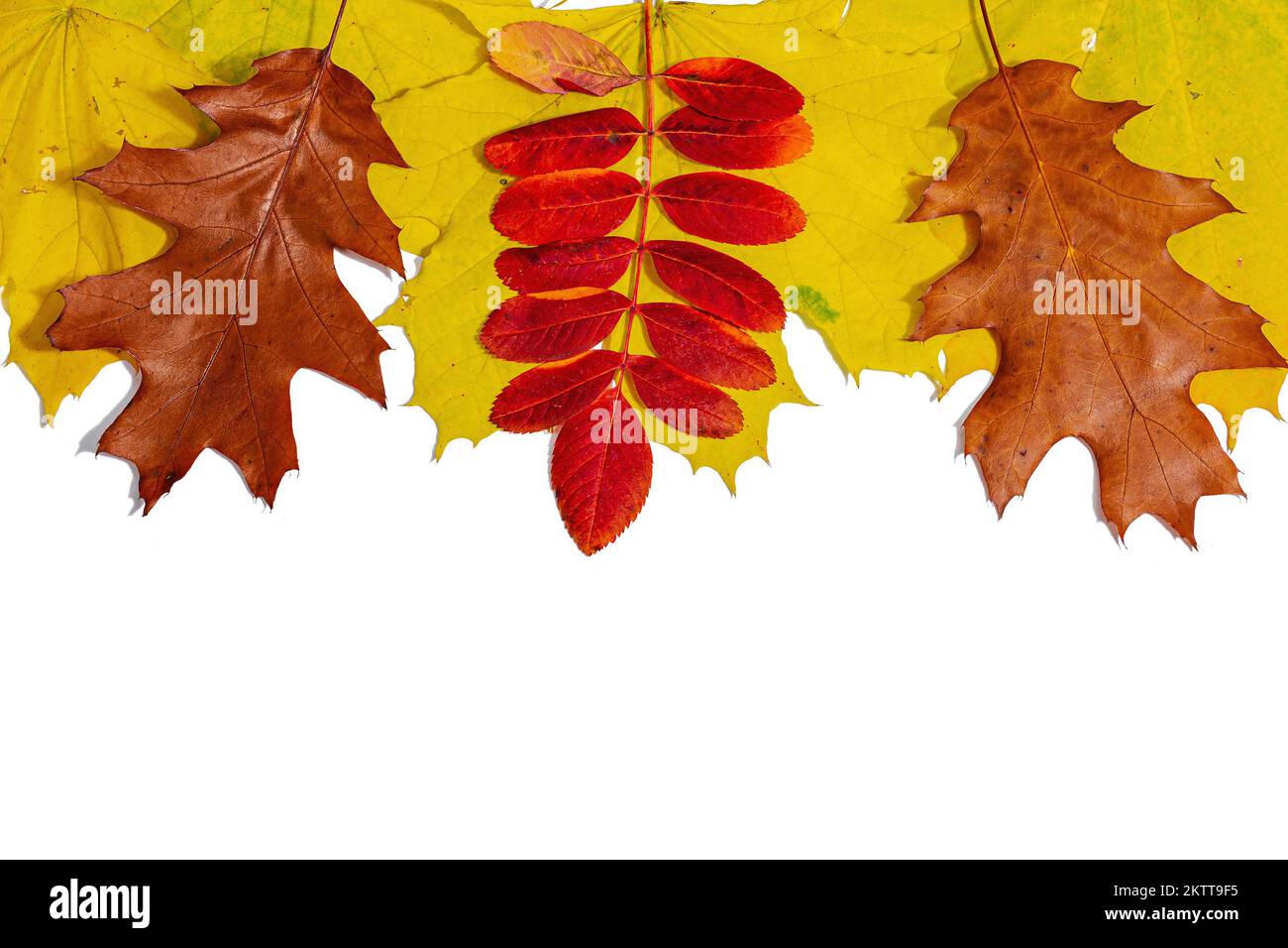 Bright assorted autumn leaves isolated on white background. Fall maple ...