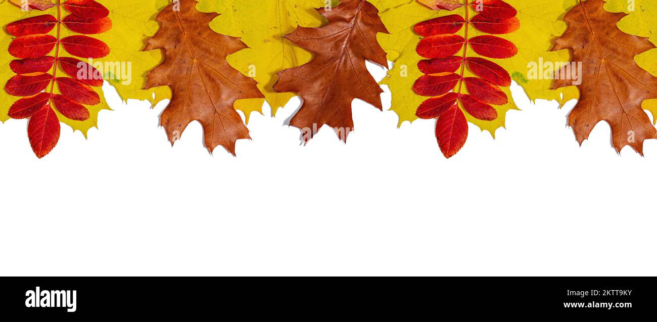 Bright assorted autumn leaves isolated on white background. Fall maple ...