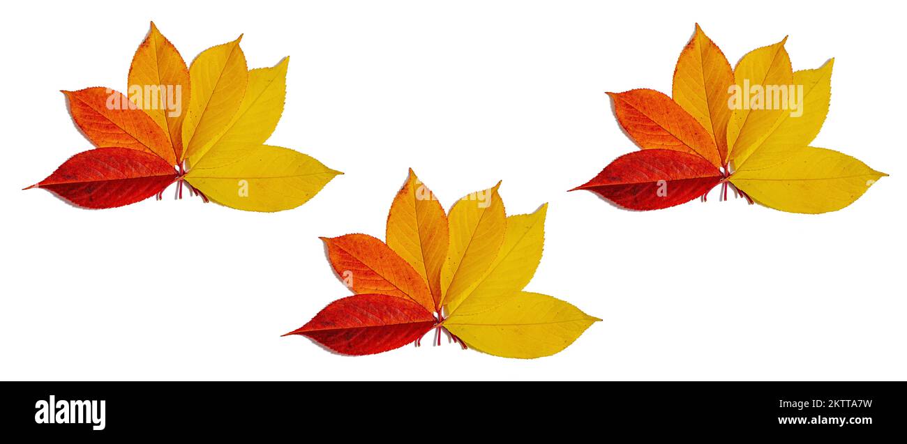 Bright assorted autumn leaves isolated on white background. Fall maple ...