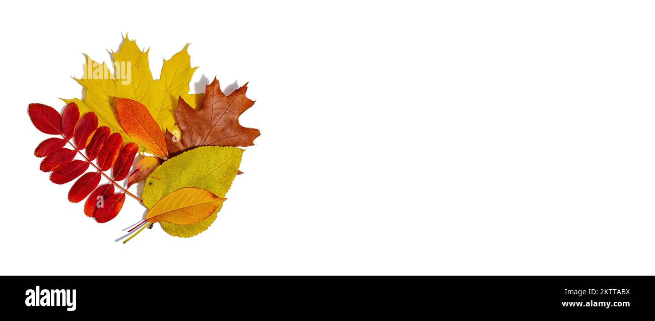 Bright assorted autumn leaves isolated on white background. Fall maple ...