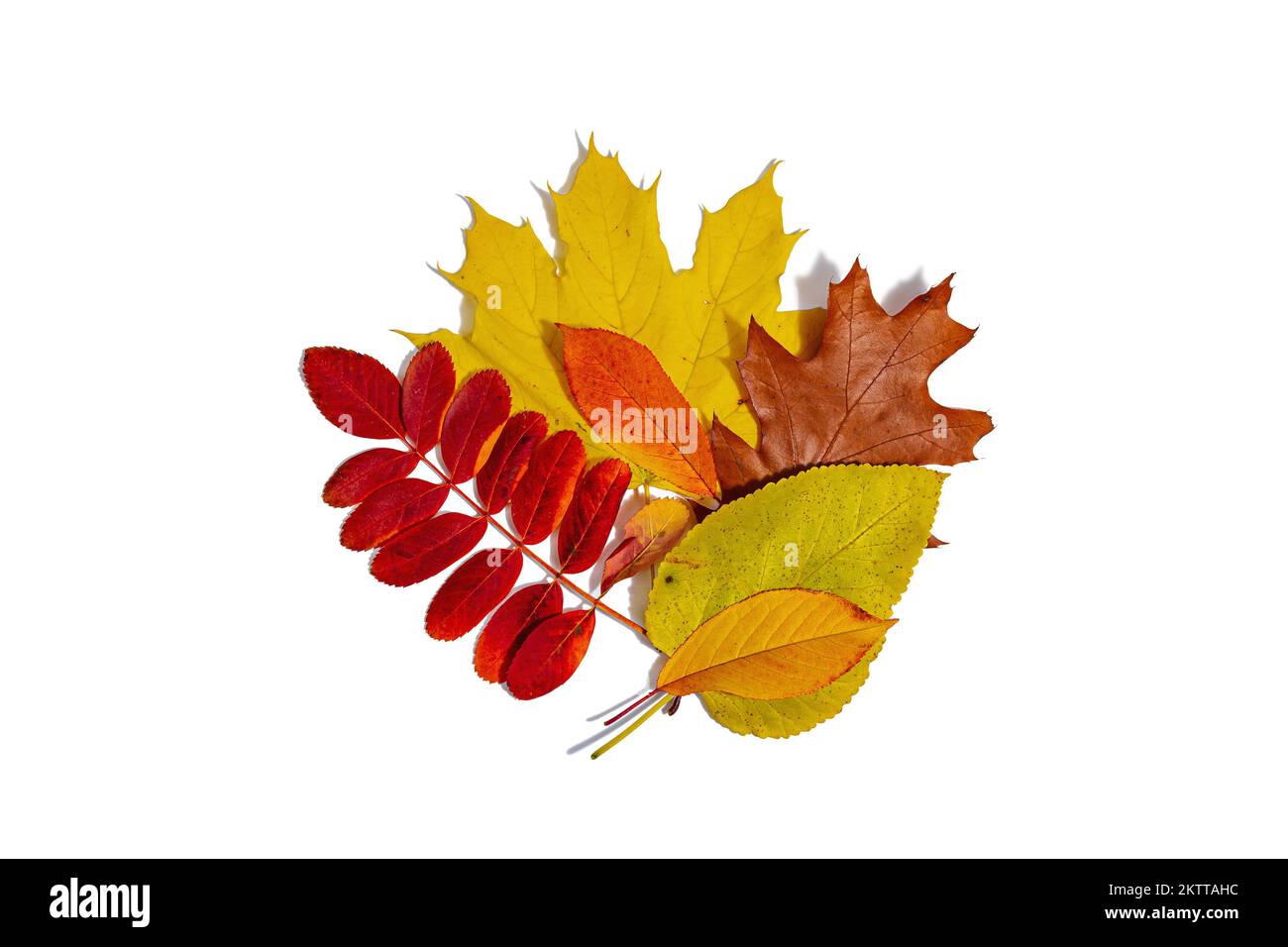 Bright assorted autumn leaves isolated on white background. Fall maple ...