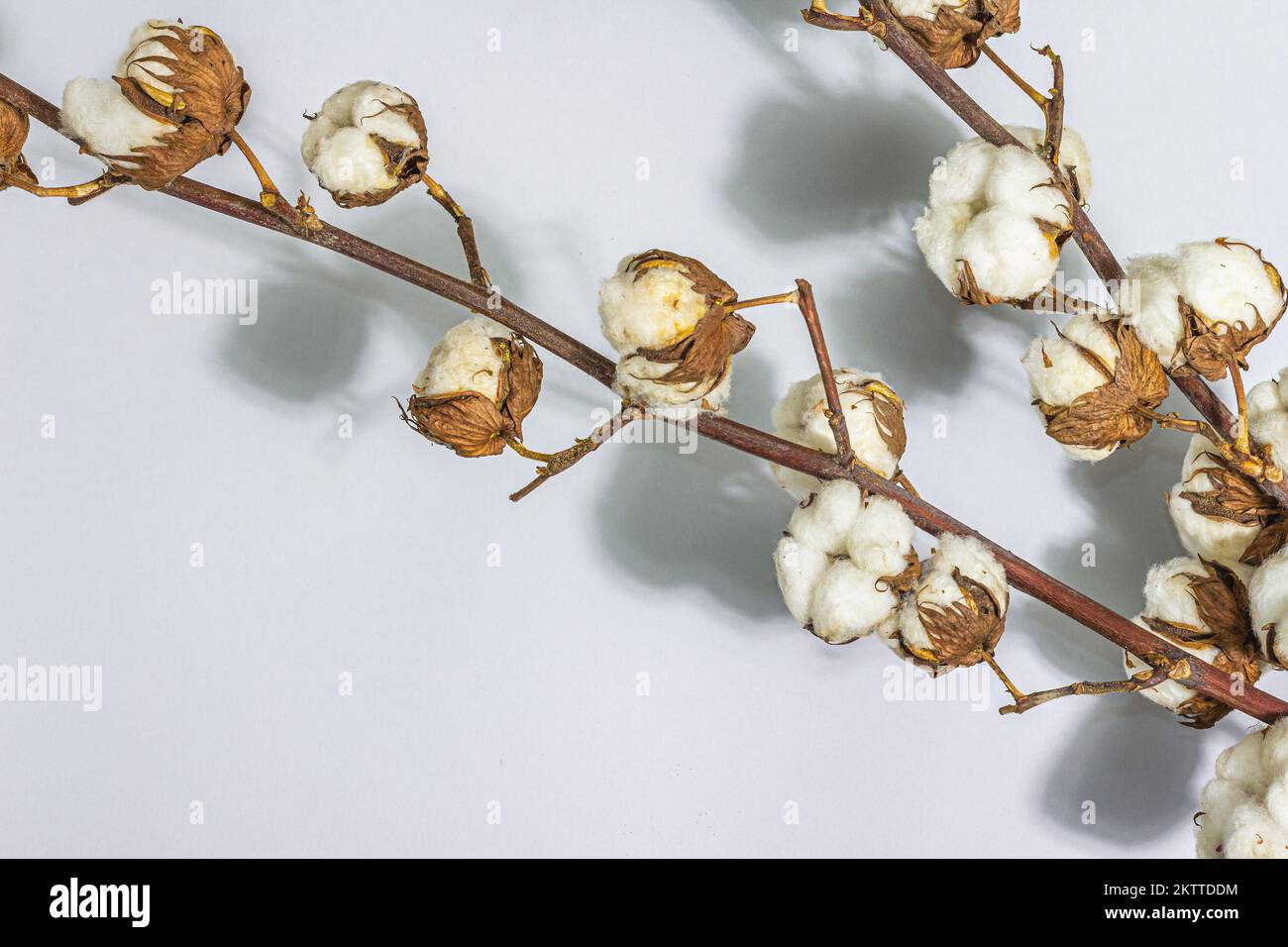 Soft and fluffy cotton flower branches on matte grey background. Raw ...