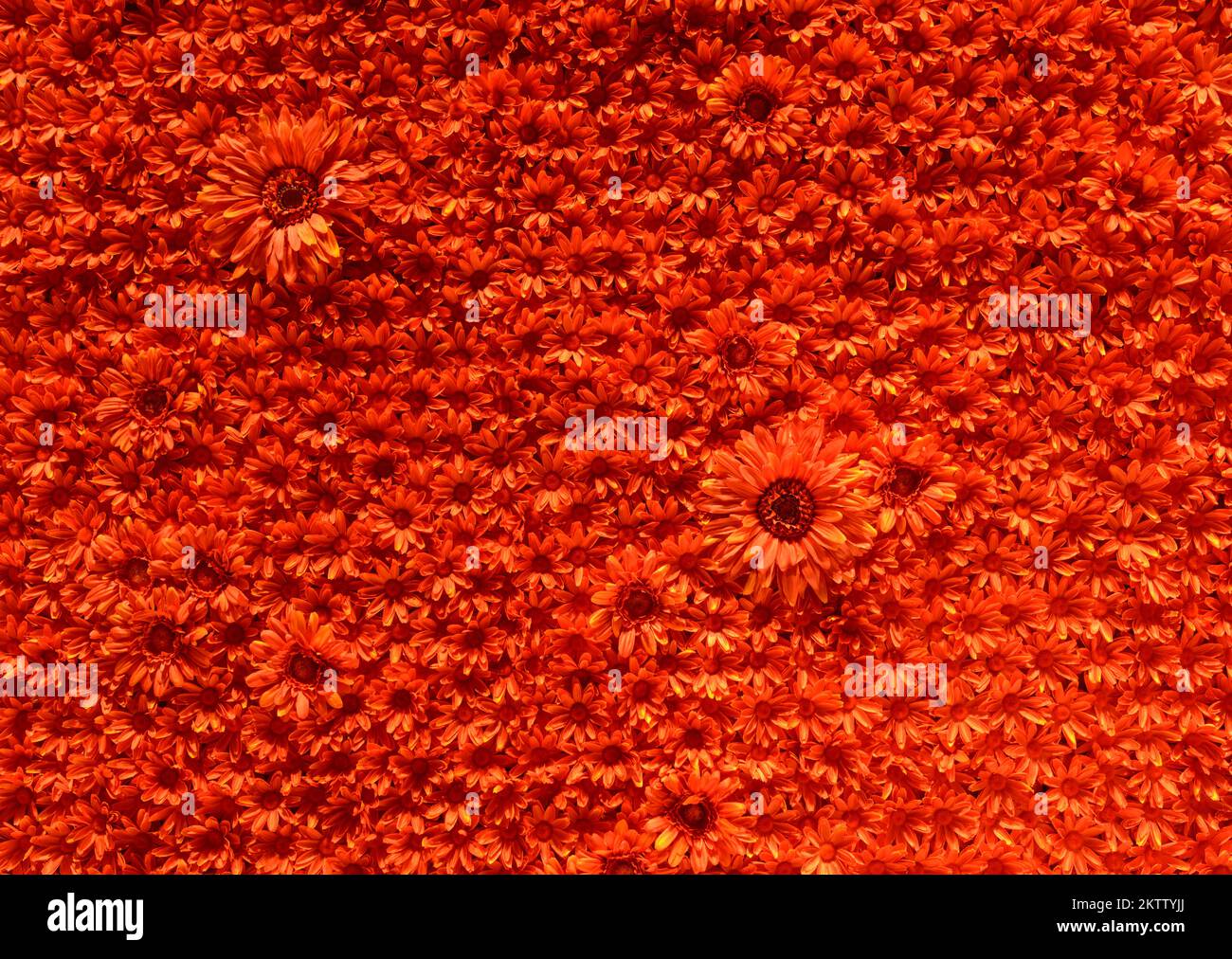 close up shot of red flower background Stock Photo - Alamy