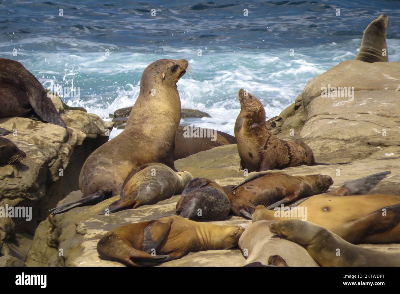 Uncomfortable Situation Seal