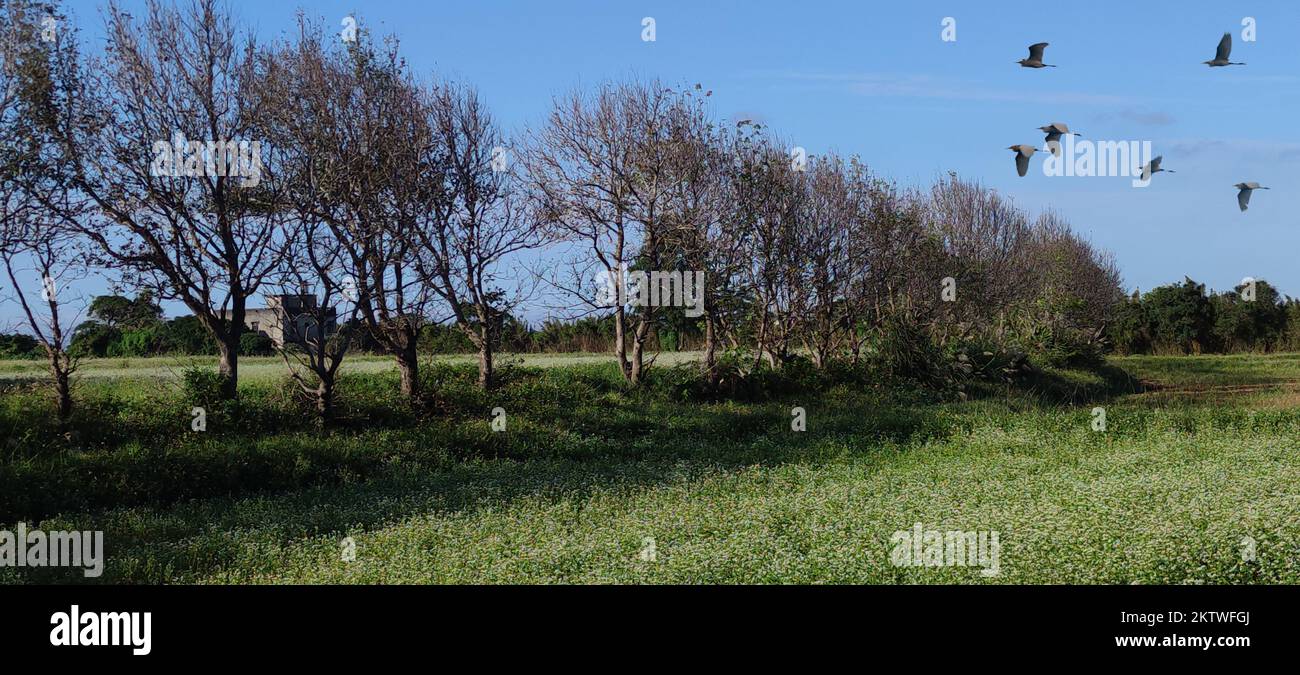 The sunny view of beautiful Buckwheat flowers, Dayuan, Taoyuan, Taiwan ...