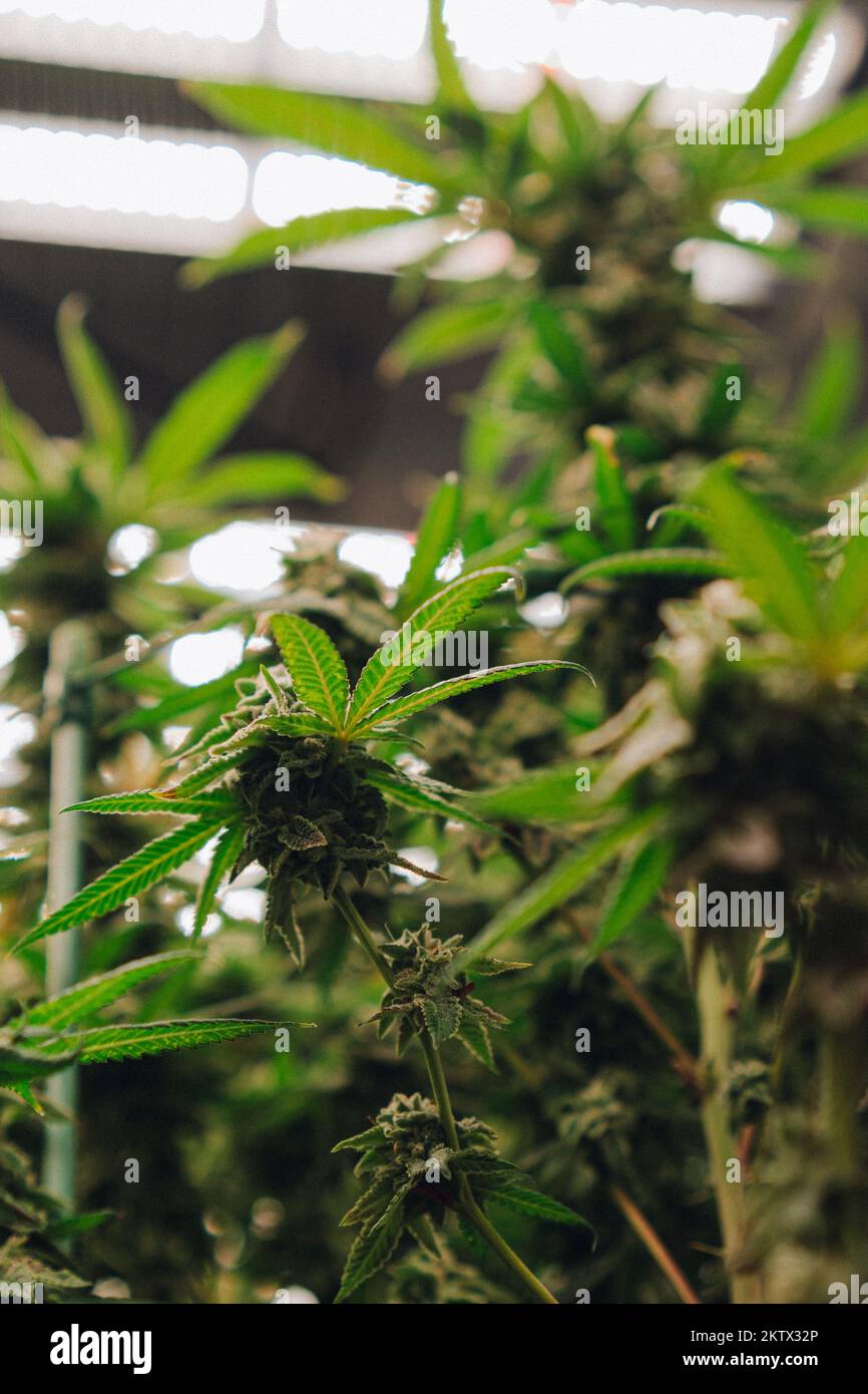 Indoor marihuana farming plant cannabis flower dope weed green leaf ...