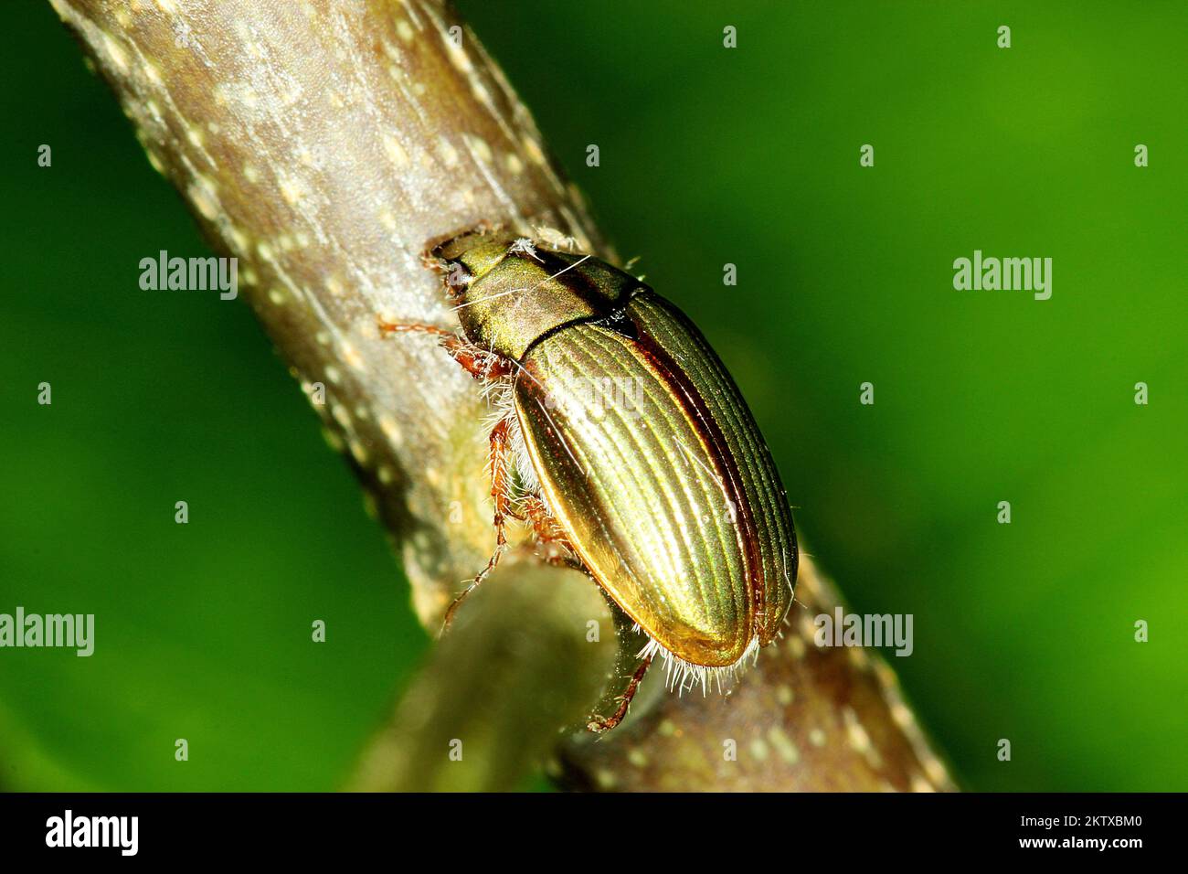Green manuka beetle (Pyronota festiva Stock Photo - Alamy
