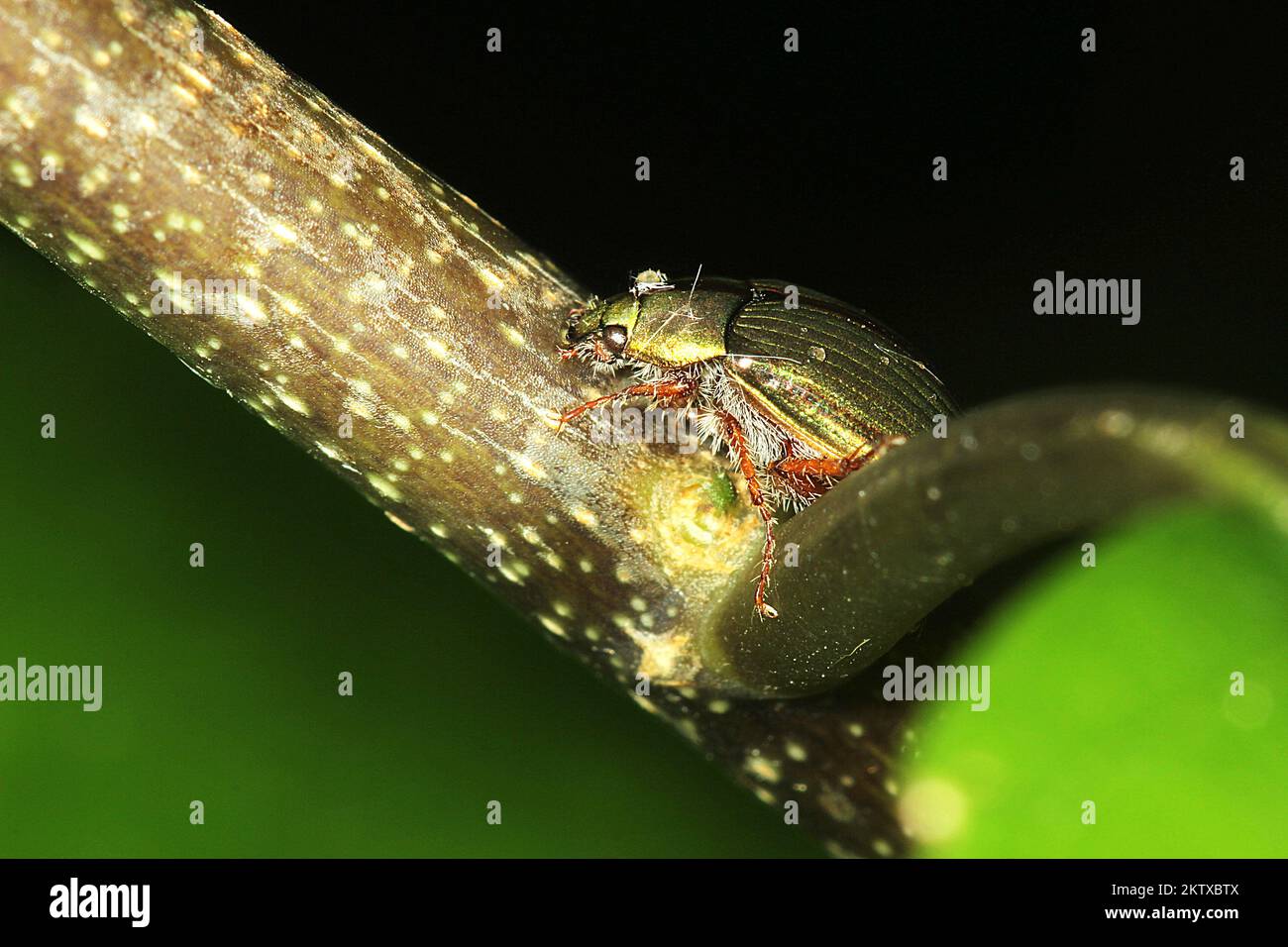 Green manuka beetle (Pyronota festiva Stock Photo - Alamy