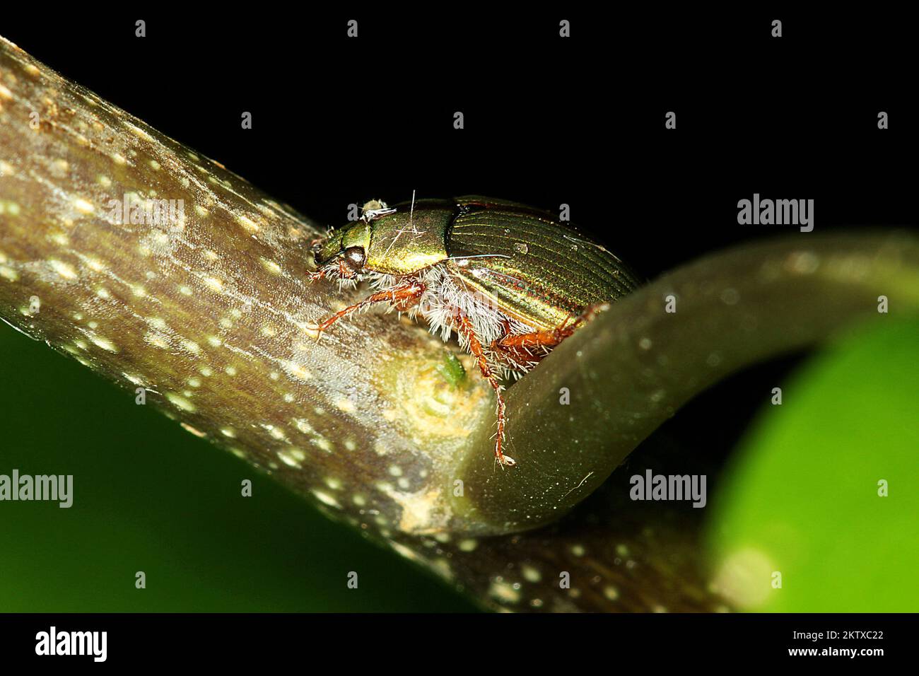 Green manuka beetle (Pyronota festiva Stock Photo - Alamy