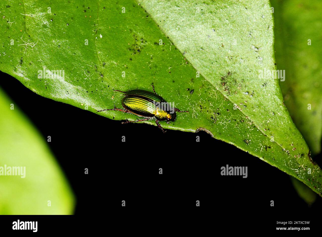 Green manuka beetle (Pyronota festiva Stock Photo - Alamy