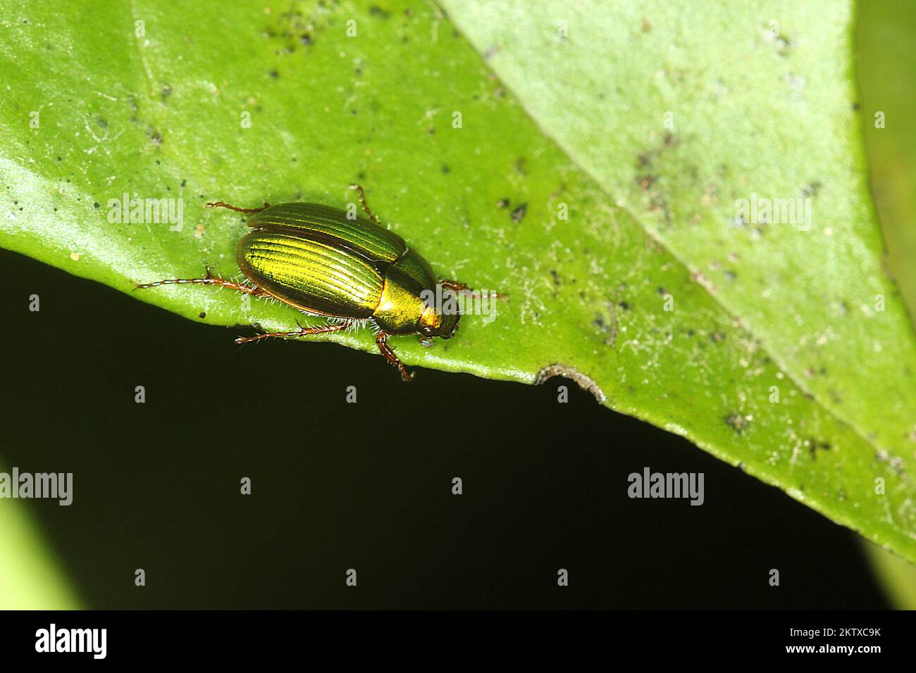 Manuka beetle hi-res stock photography and images - Alamy