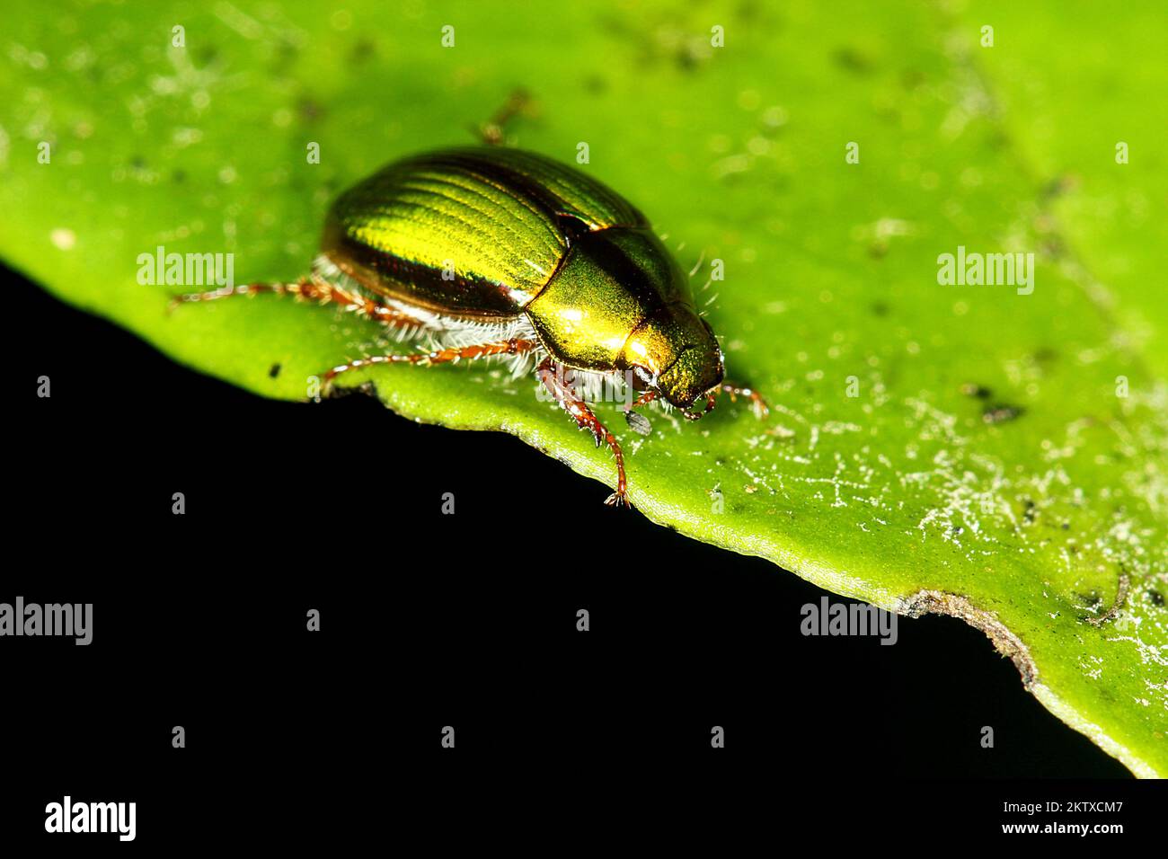 Green manuka beetle (Pyronota festiva Stock Photo - Alamy