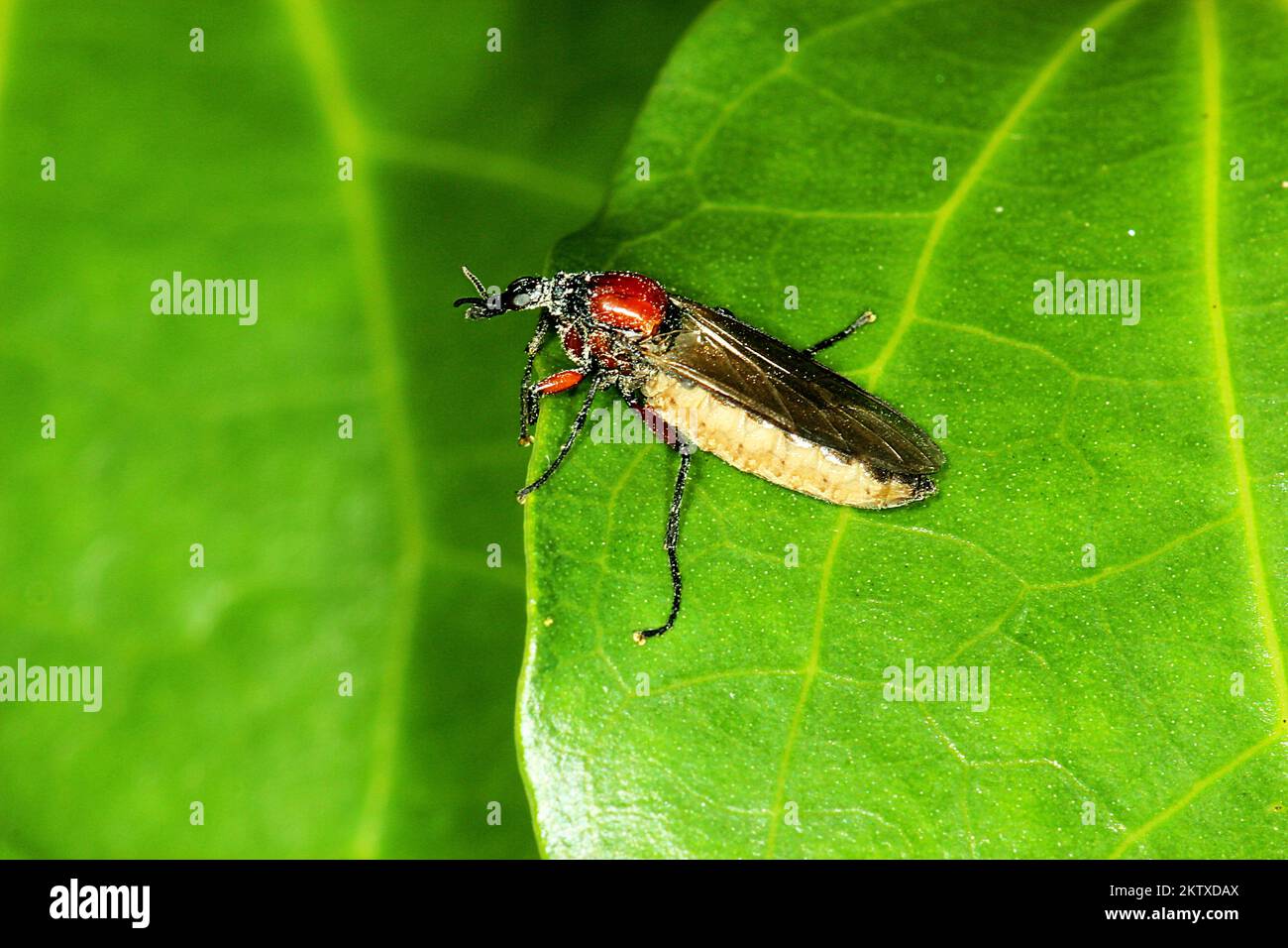 March fly (Dilophus sp Stock Photo - Alamy