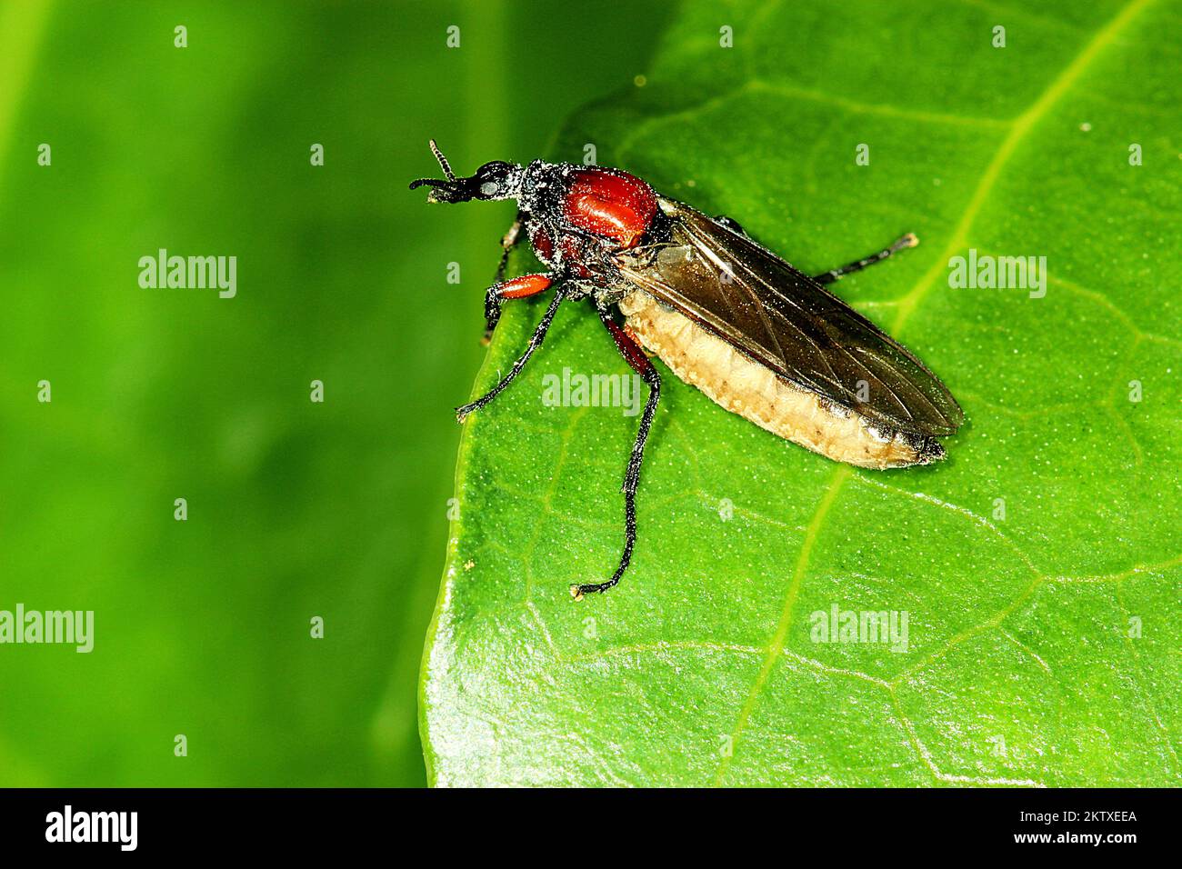 March fly (Dilophus sp Stock Photo - Alamy