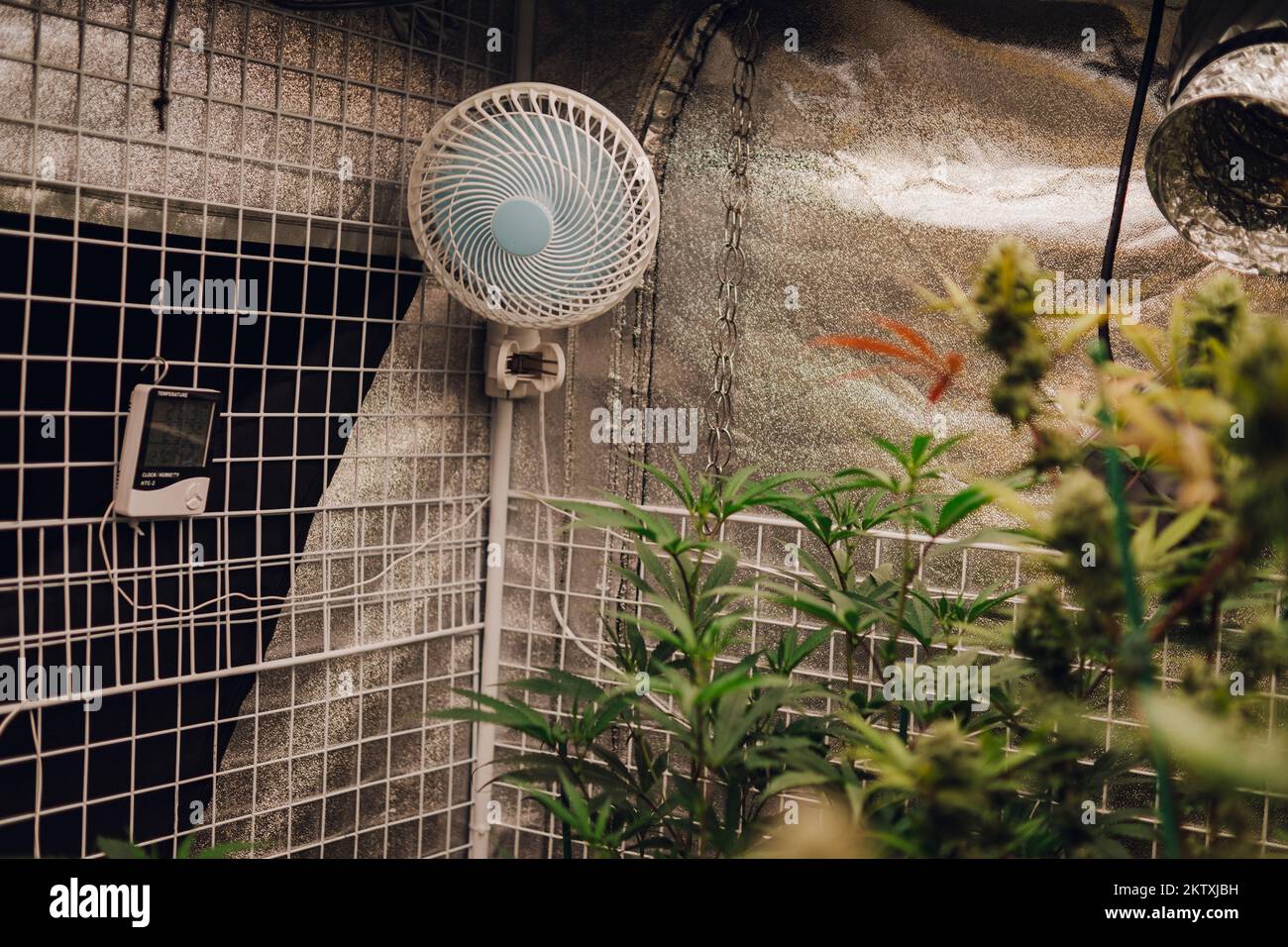 Indoor marihuana farming plant cannabis flower dope weed green leaf ...