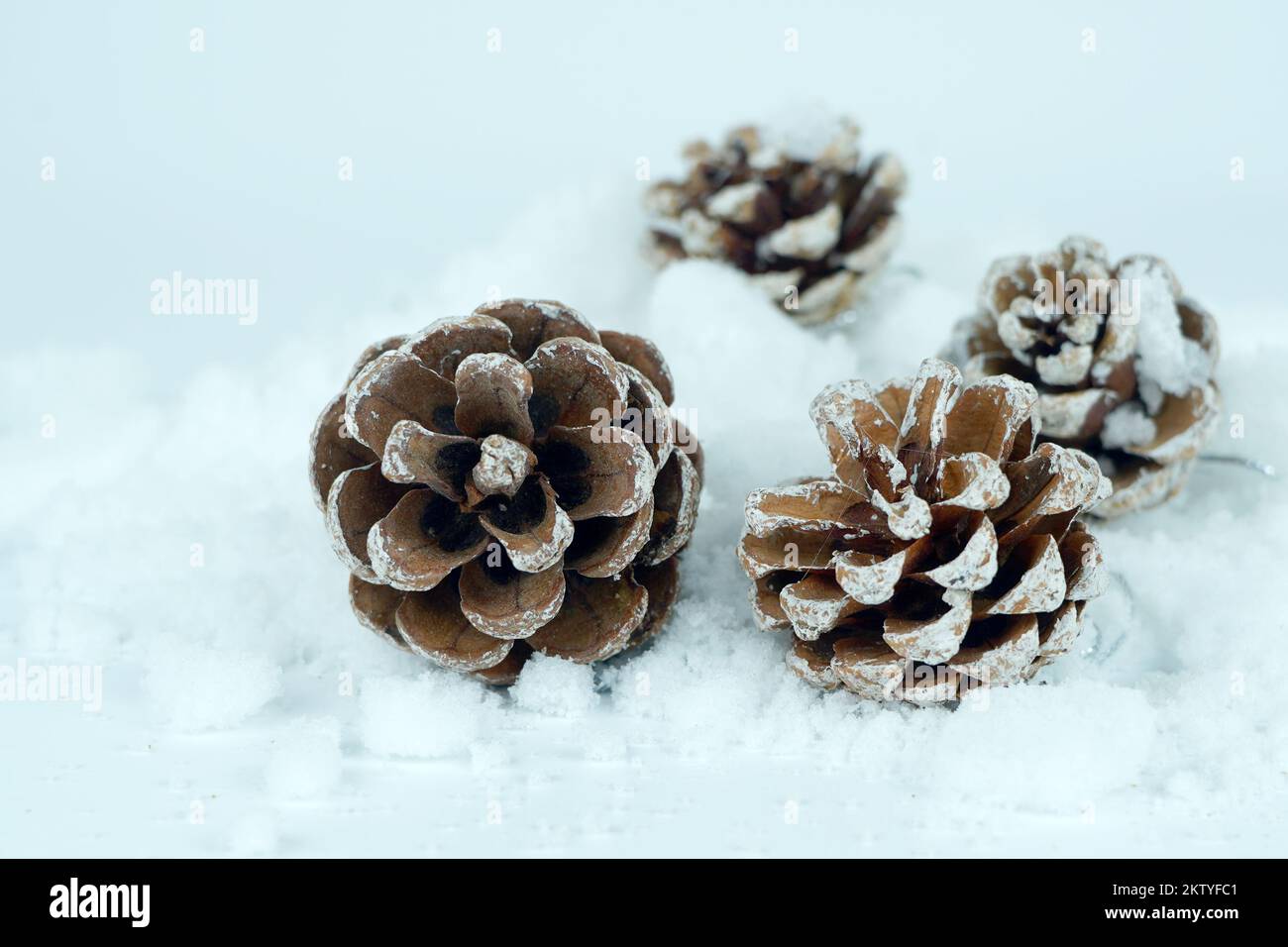Pine cones against white hi-res stock photography and images - Alamy