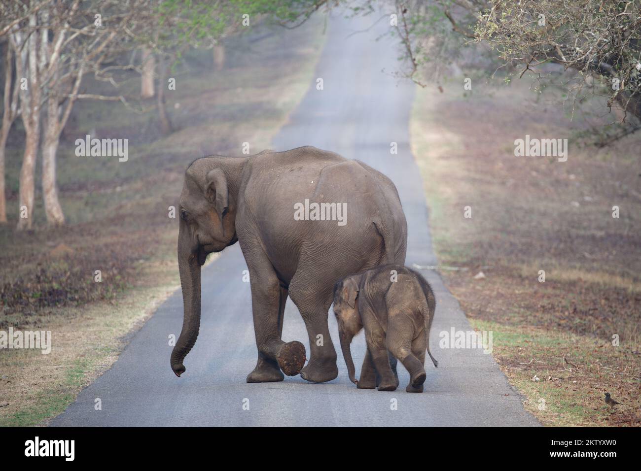Asian elephant and calf crossing a road Stock Photo - Alamy