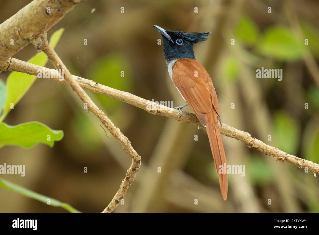 Asian paradise flycatcher Stock Photo - Alamy
