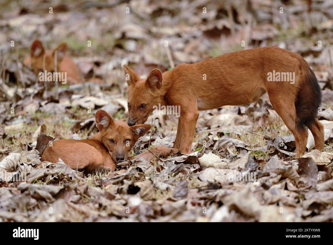 Indian wild dogs Stock Photo - Alamy