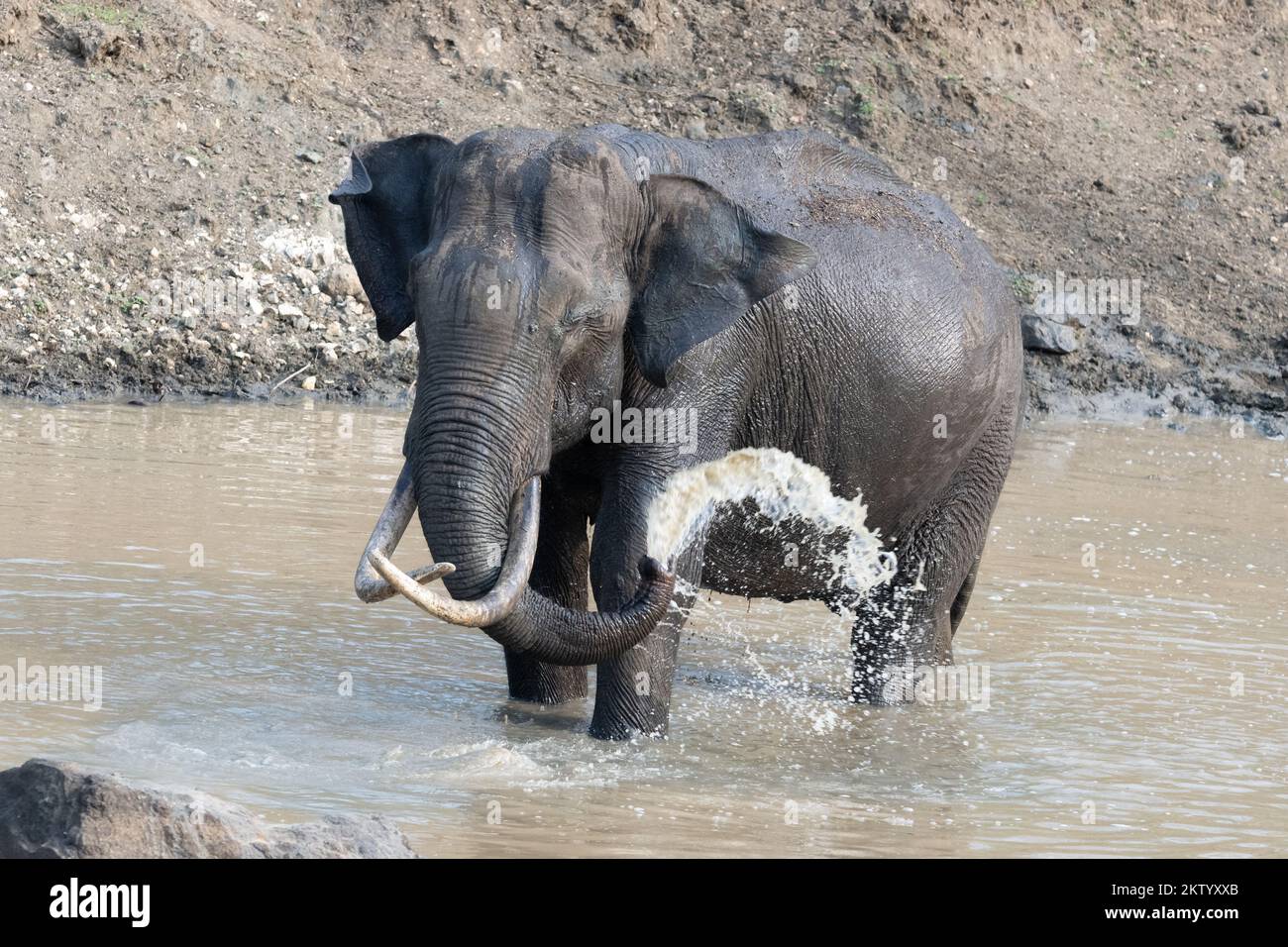 Asian elephant in a waterhole Stock Photo - Alamy