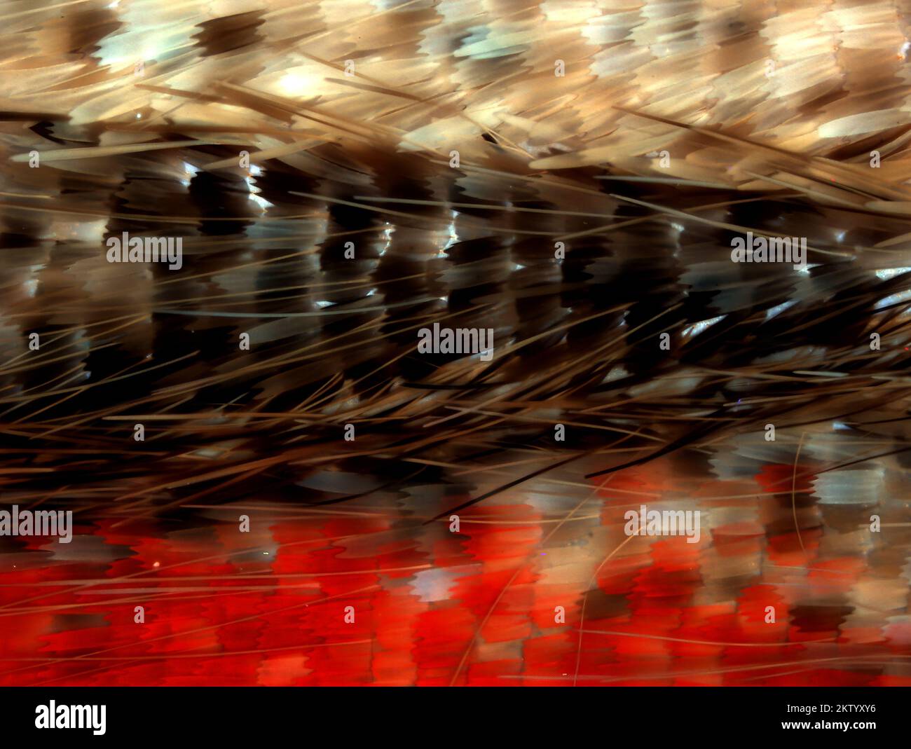 Garden tiger moth wing, light micrograph Stock Photo - Alamy