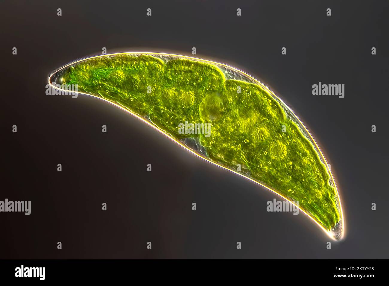 Closterium moniliferum, algae, light micrograph Stock Photo - Alamy