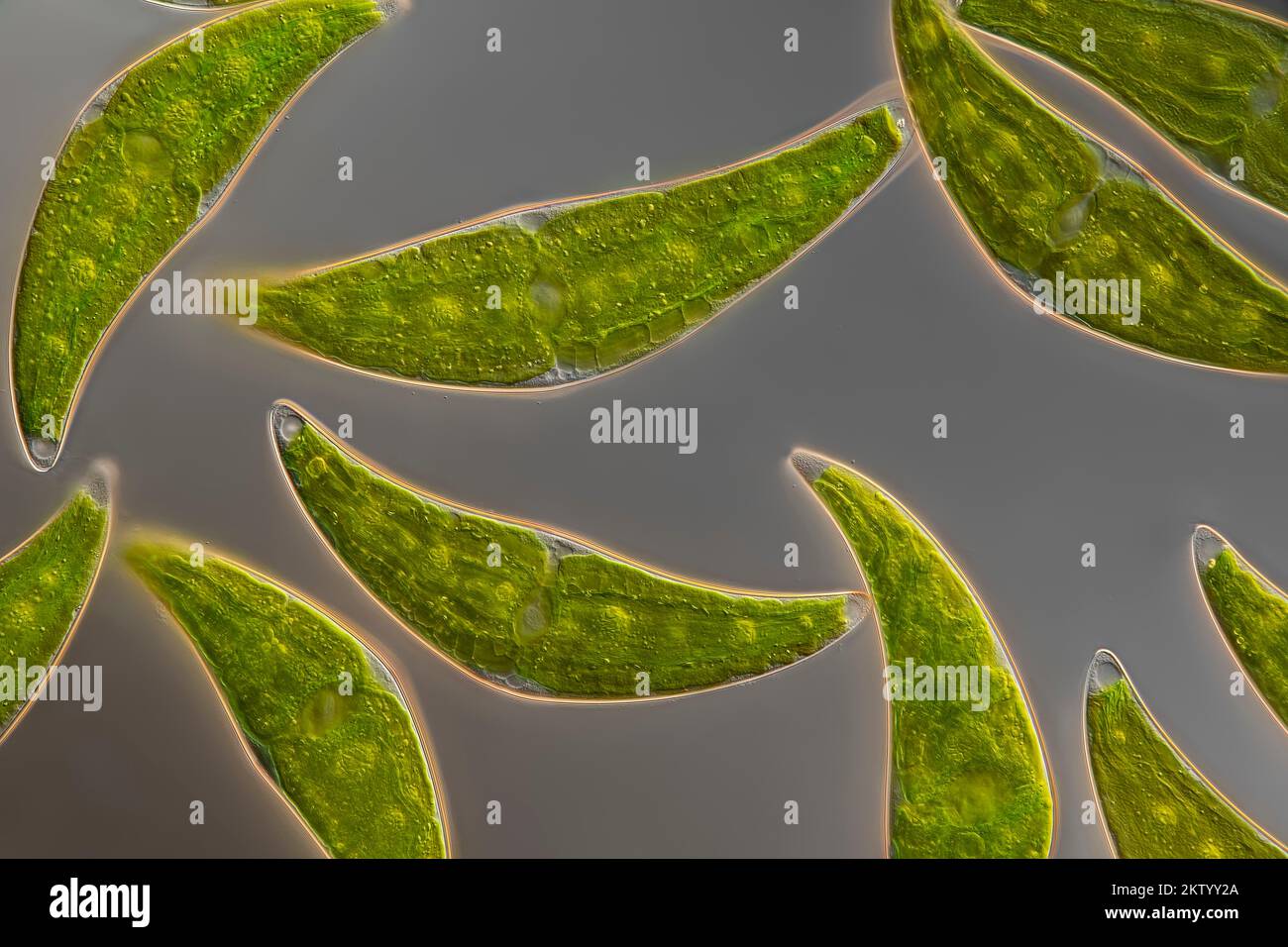 Closterium moniliferum, algae, light micrograph Stock Photo - Alamy