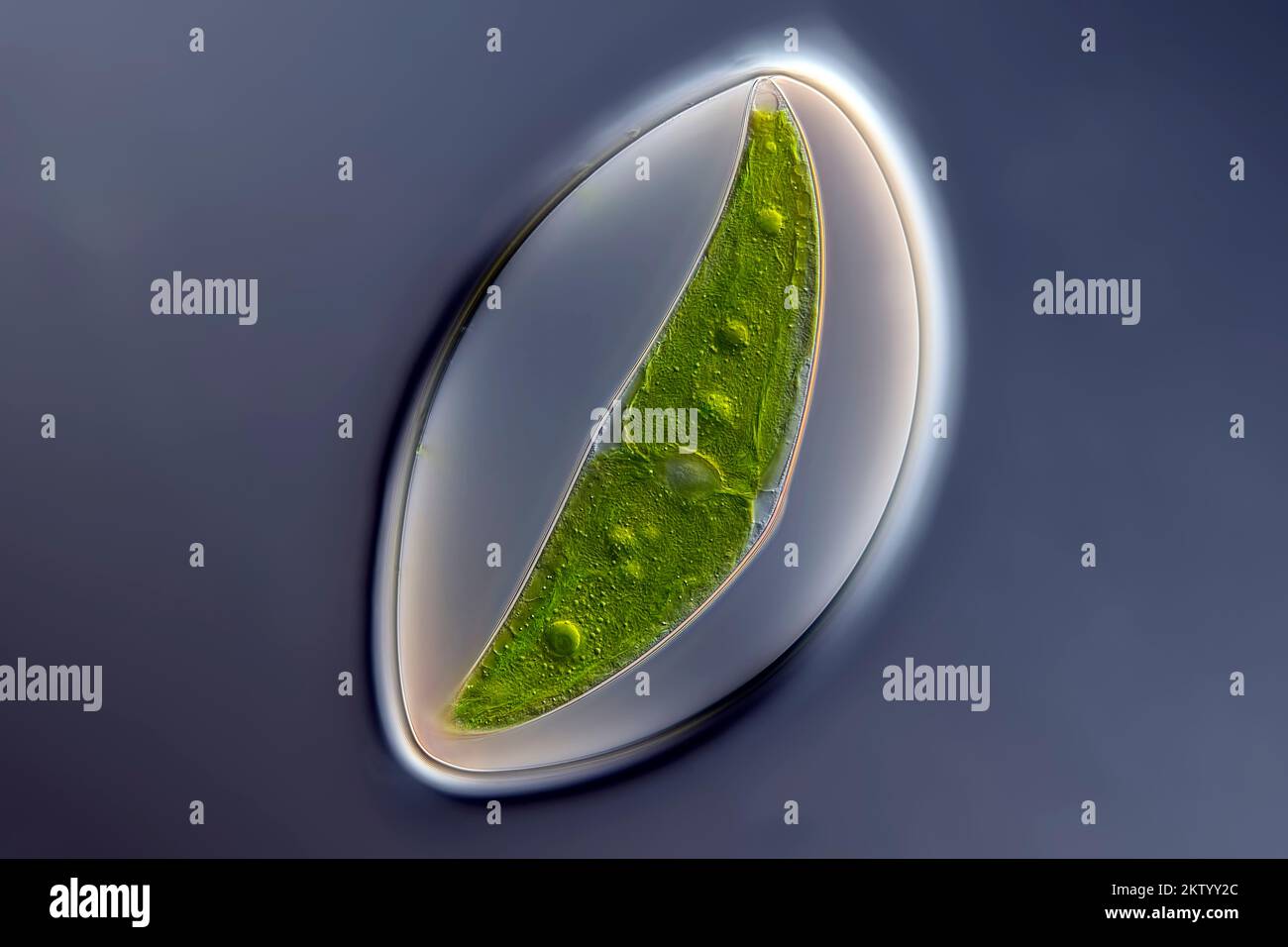 Closterium moniliferum, algae, light micrograph Stock Photo - Alamy