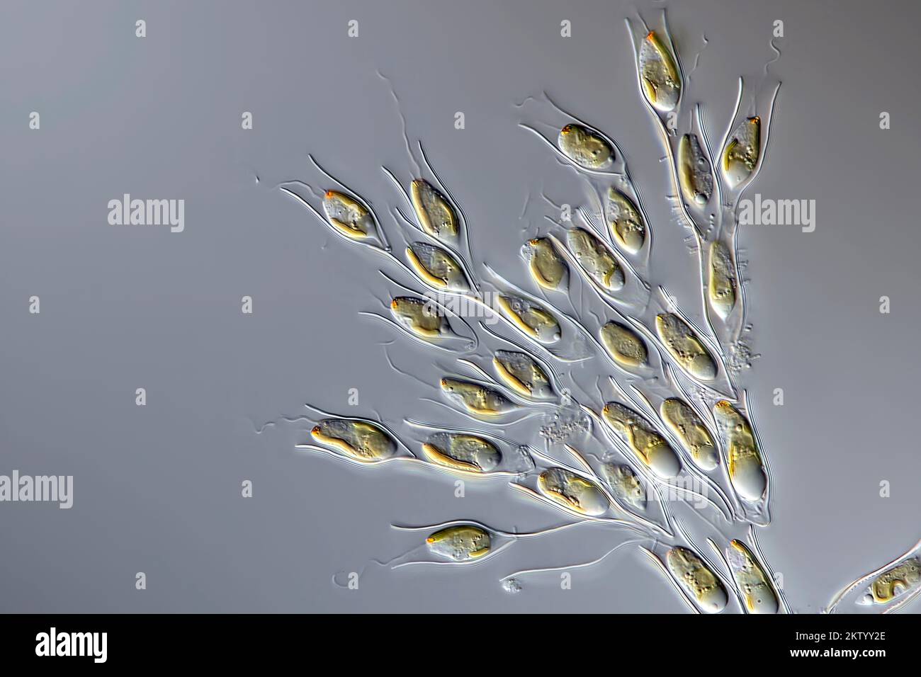 Dinobryon sp. algae, light micrograph Stock Photo - Alamy
