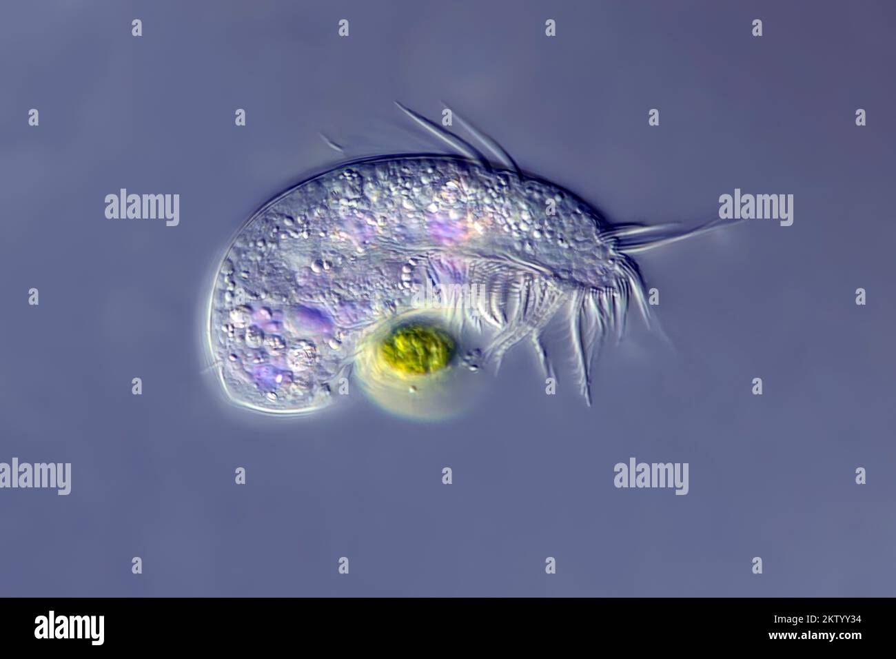 Euplote ciliate protozoan, light micrograph Stock Photo - Alamy Euplote ciliate protozoan, light micrograph Stock Photo - Alamy