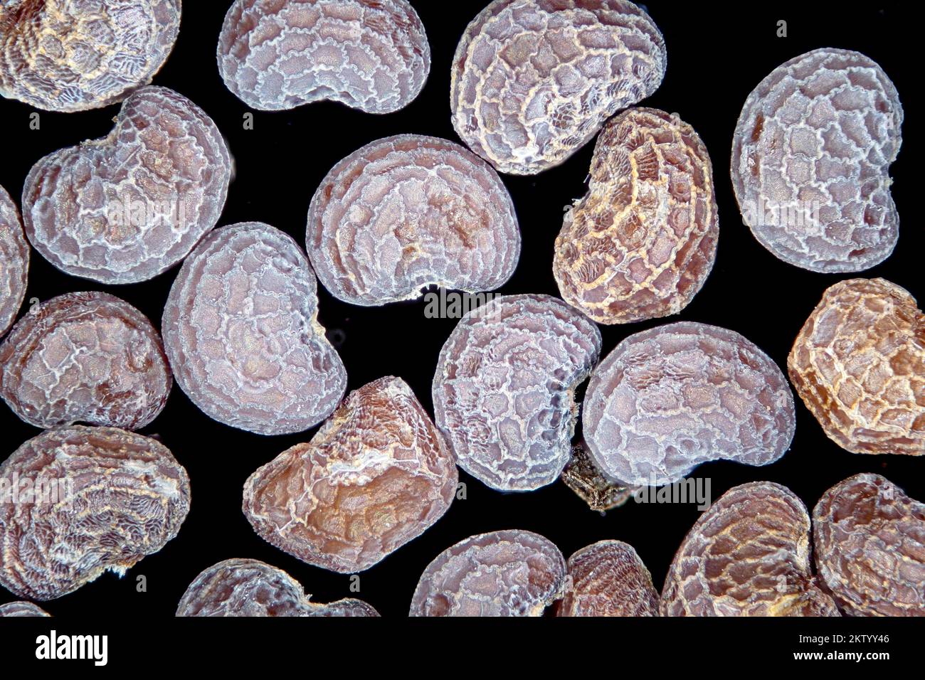 Poppy seeds, light micrograph Stock Photo - Alamy