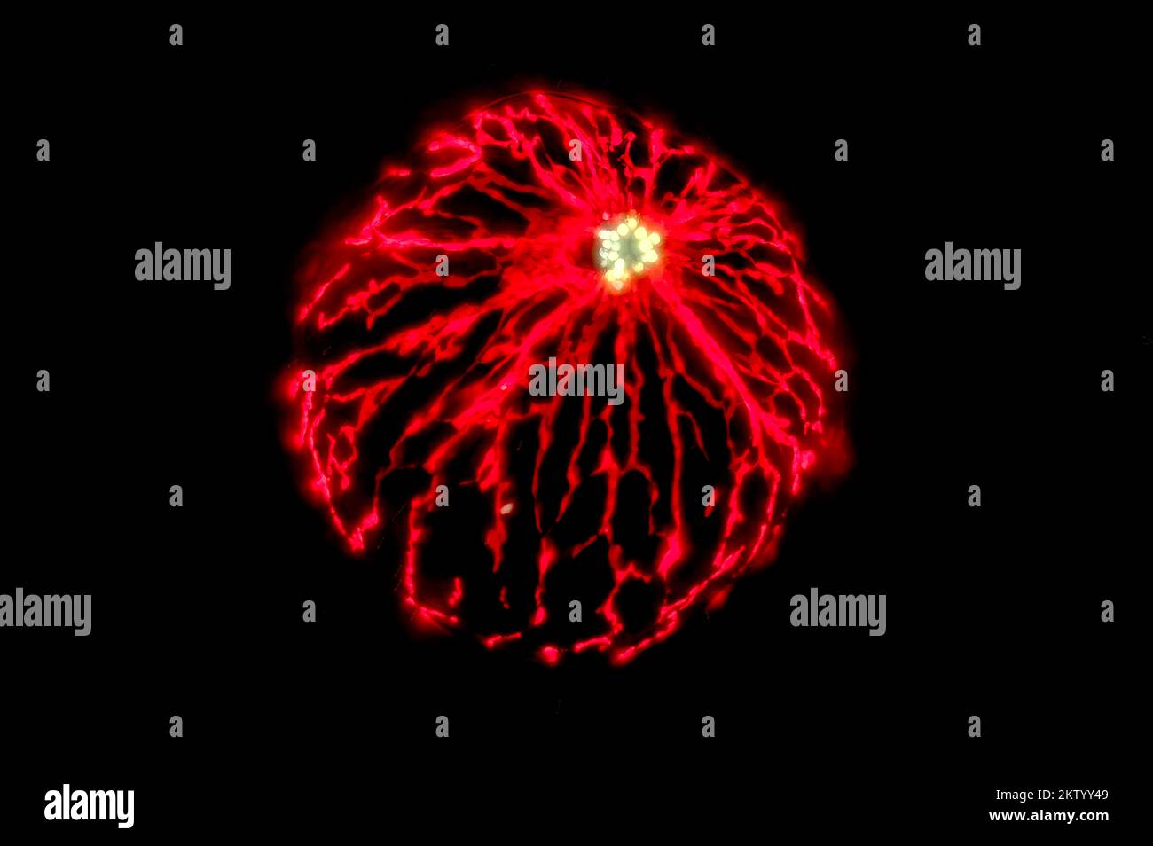 Pyrocystis noctiluca algae, light micrograph Stock Photo - Alamy