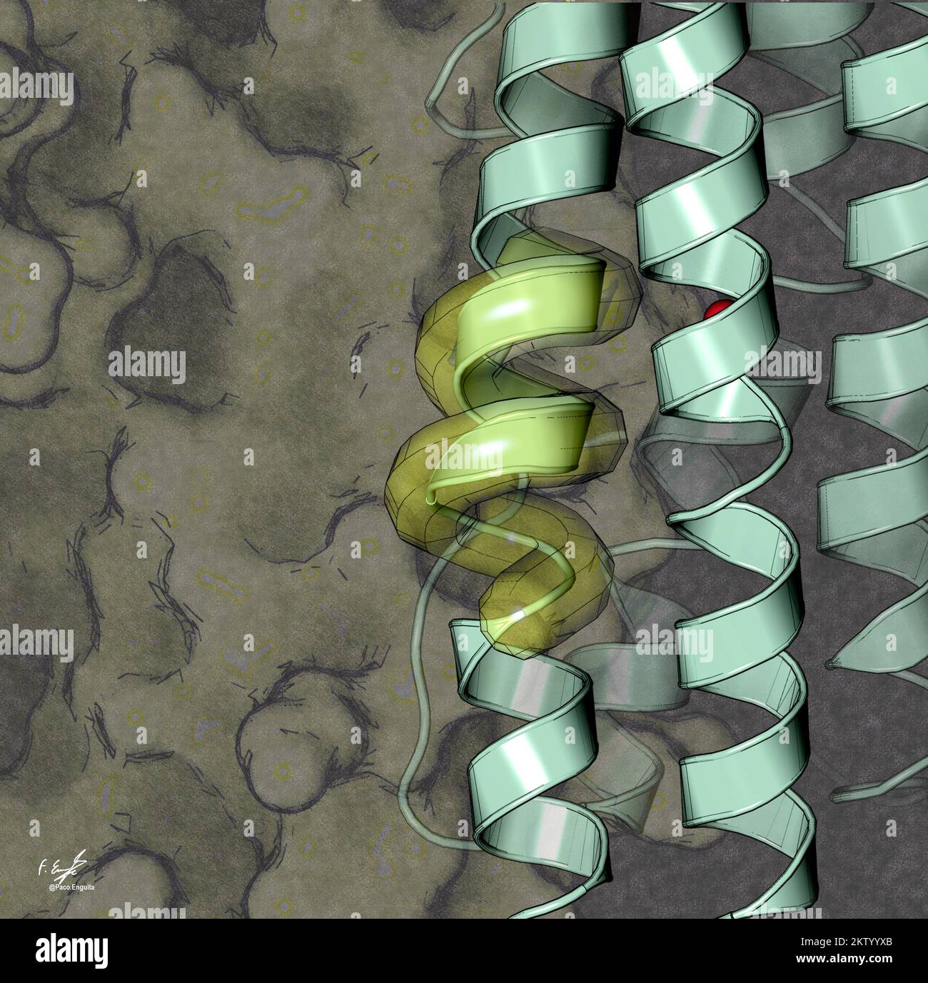 Pi-helix secondary structure, illustration Stock Photo - Alamy