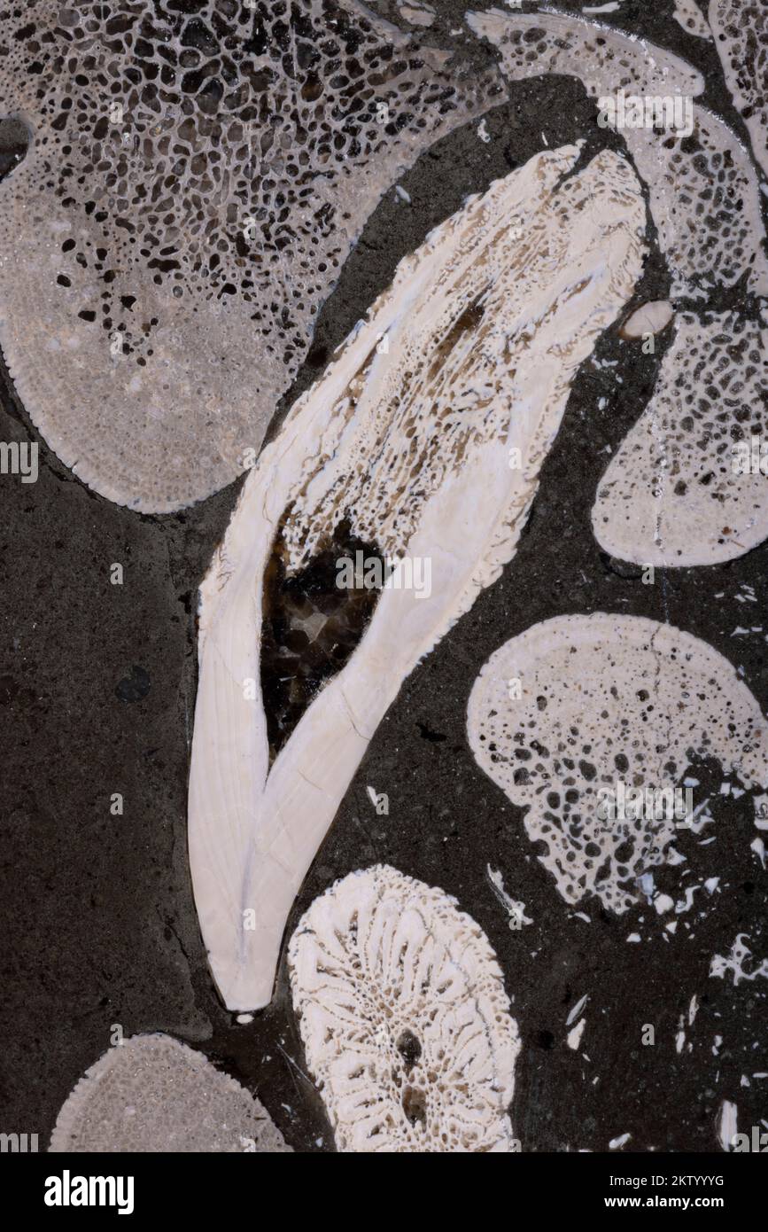 Cross section of the teeth of an ichthyosaur Stock Photo - Alamy