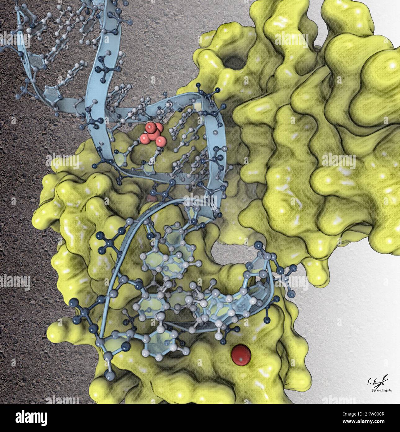DNA polymerase with DNA, illustration Stock Photo - Alamy