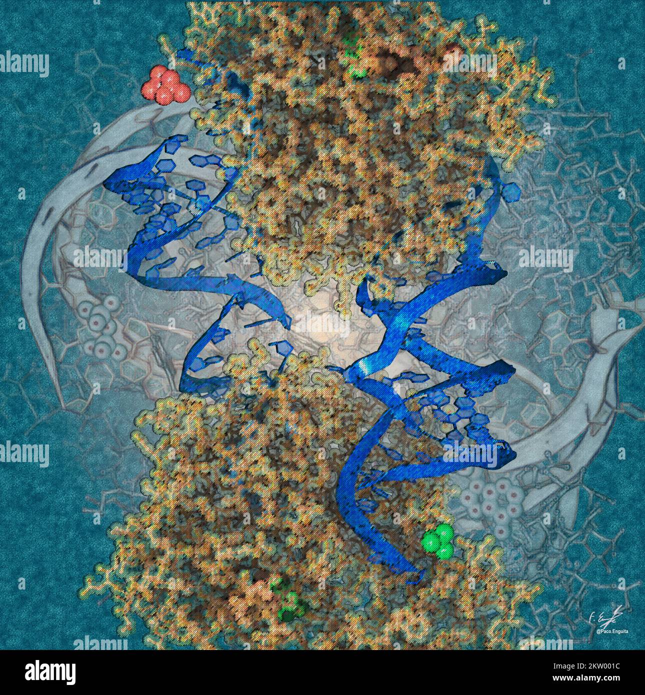 DEAD-box helicase DbpA , illustration Stock Photo - Alamy