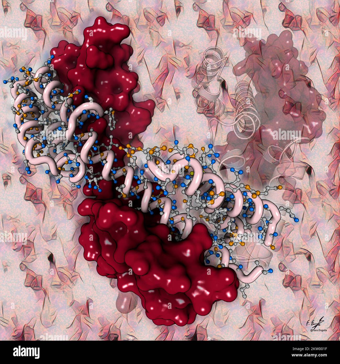 Mitochondrial cristae proteins, illustration Stock Photo - Alamy