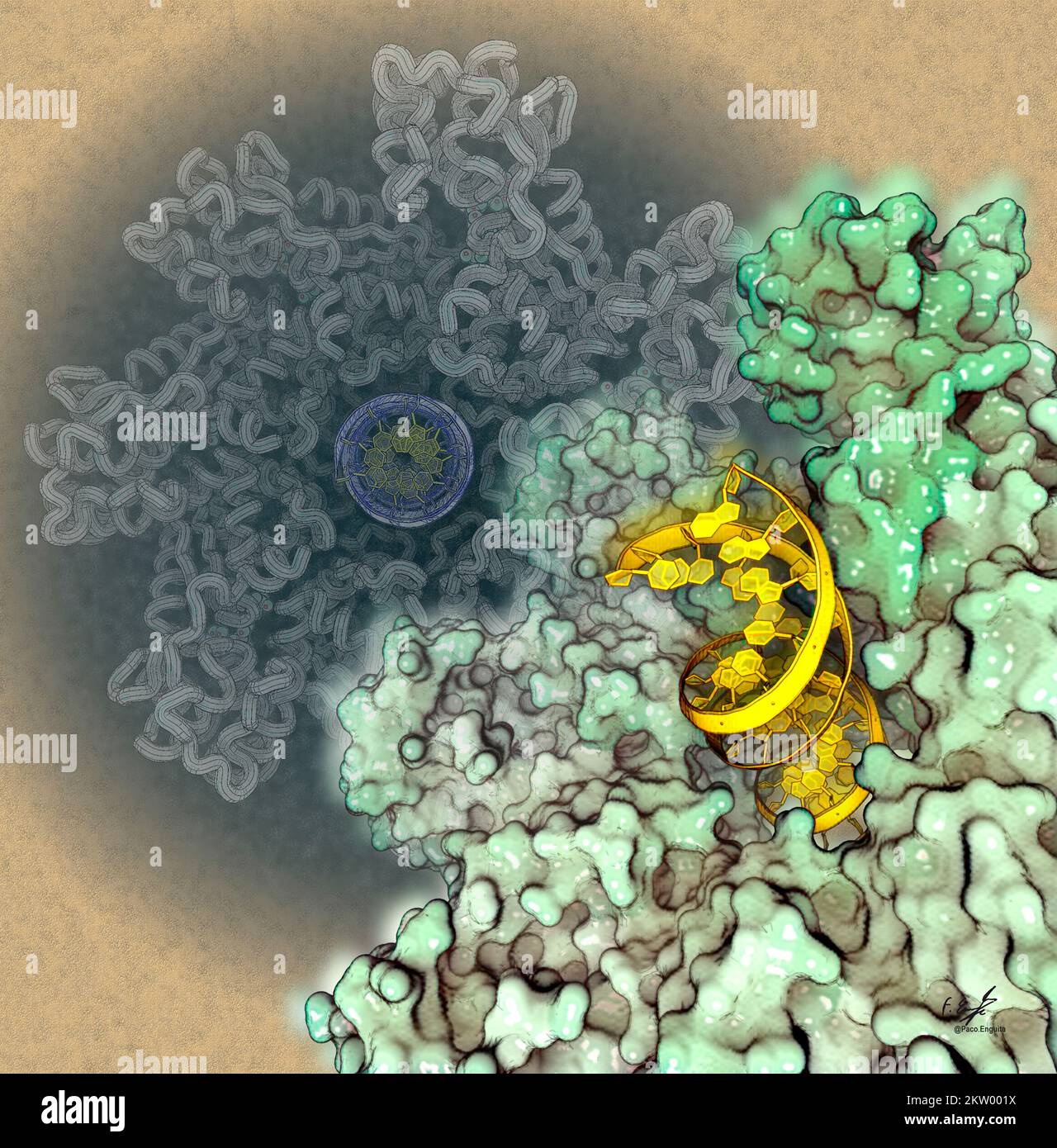 Transposition regulator protein, illustration Stock Photo - Alamy
