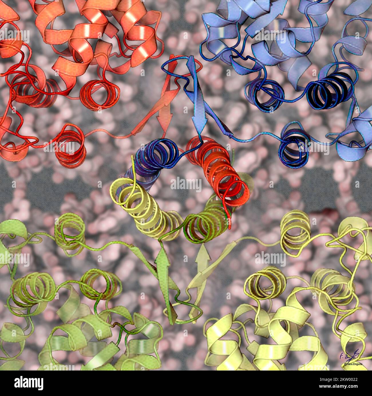 Tryptophan hydroxylase molecule, illustration Stock Photo - Alamy