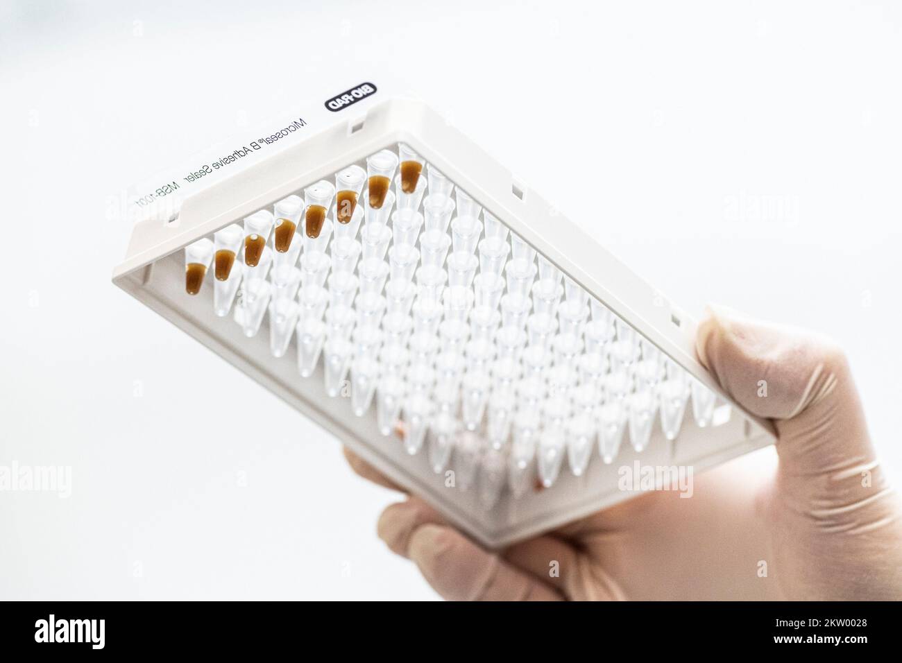 Solution containing DNA-binding beads on a well plate Stock Photo - Alamy